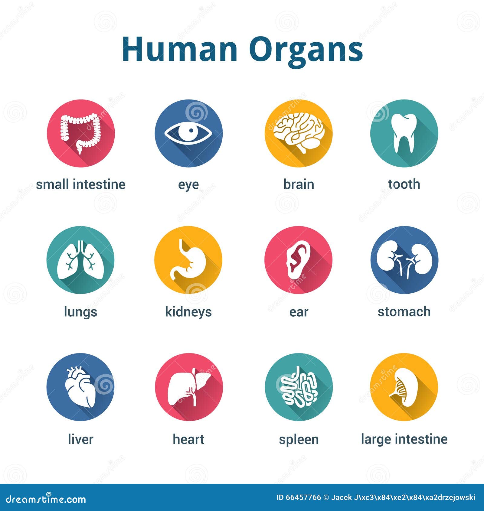 Medical Human Organs Icon Set Stock Vector - Illustration of doctor ...