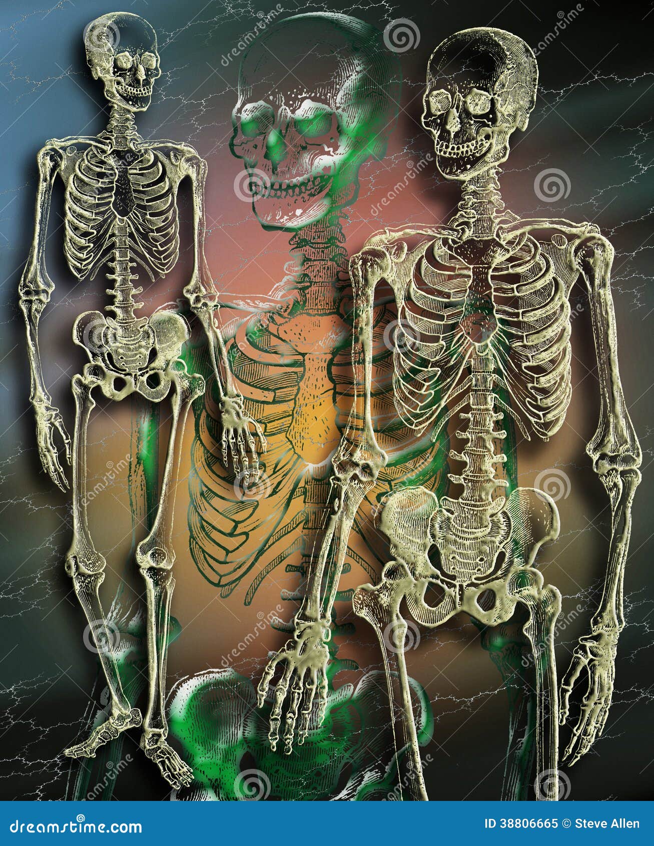 Skeleton - Human Anatomy Royalty-Free Stock Photo | CartoonDealer.com ...