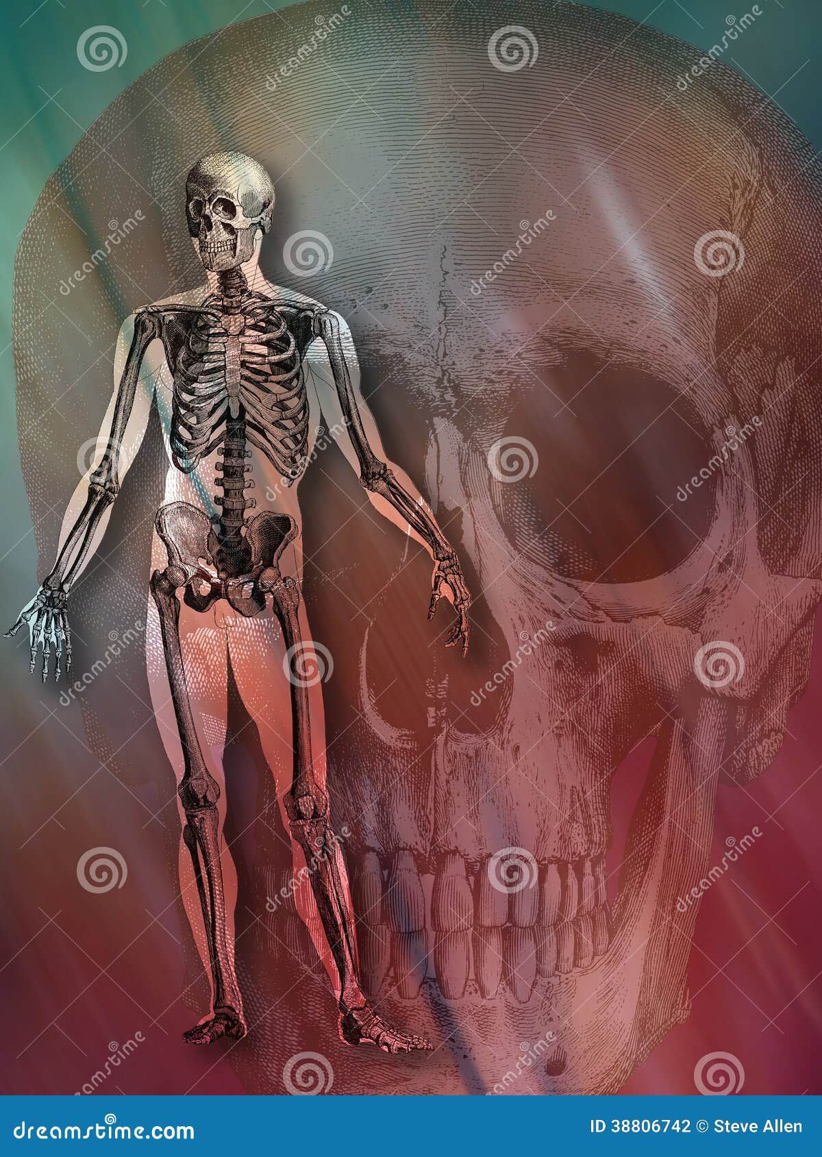 Medical - Human Skeleton stock illustration. Illustration of ...