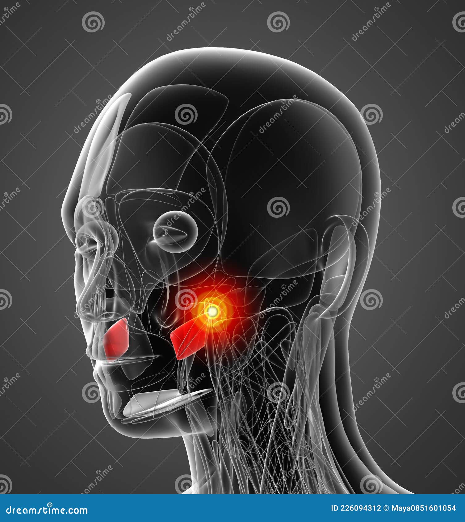 Medical Illustration of the Buccinator Stock Illustration ...