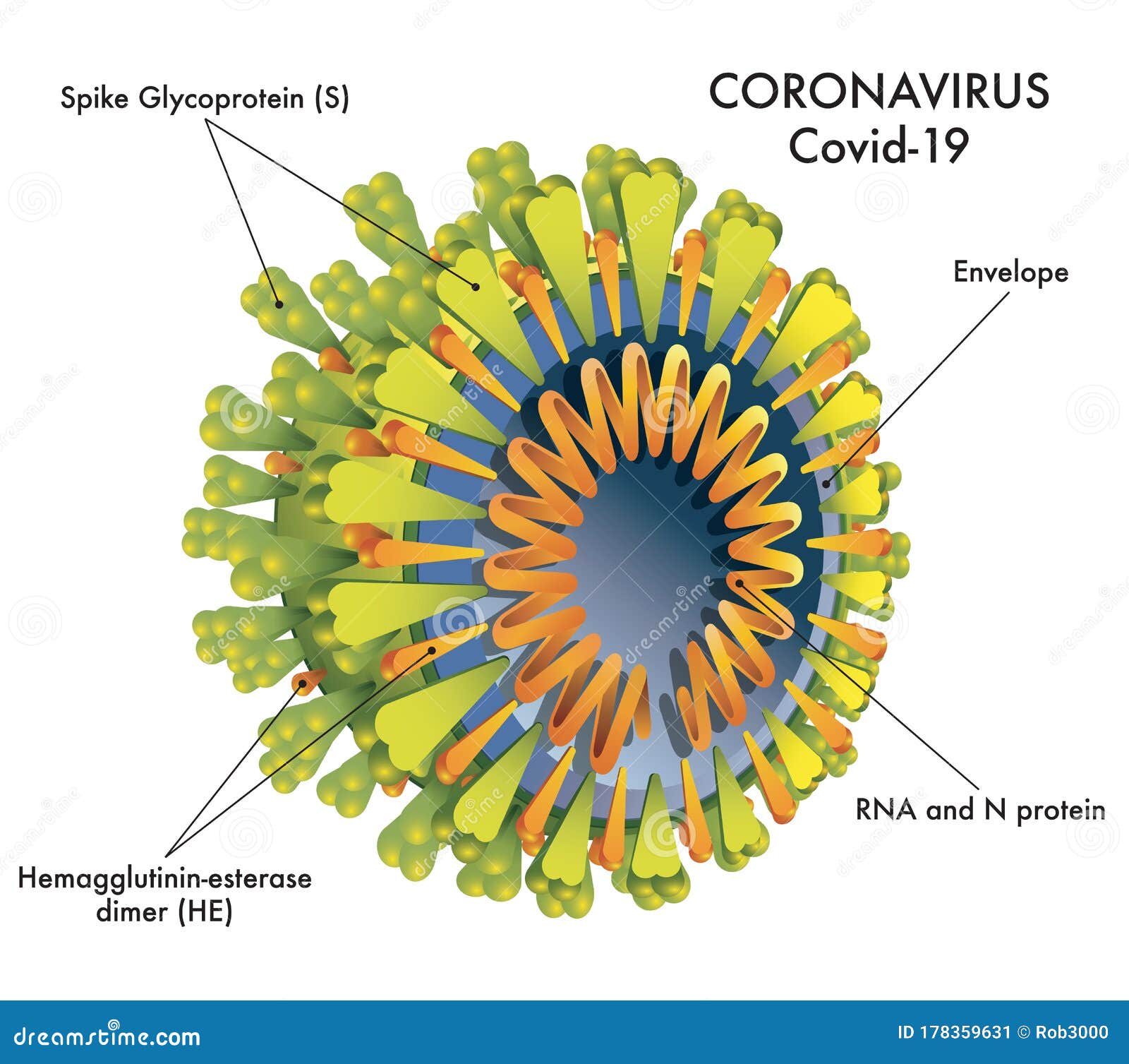 Medical Illustration of Coronavirus Structure Stock Vector ...