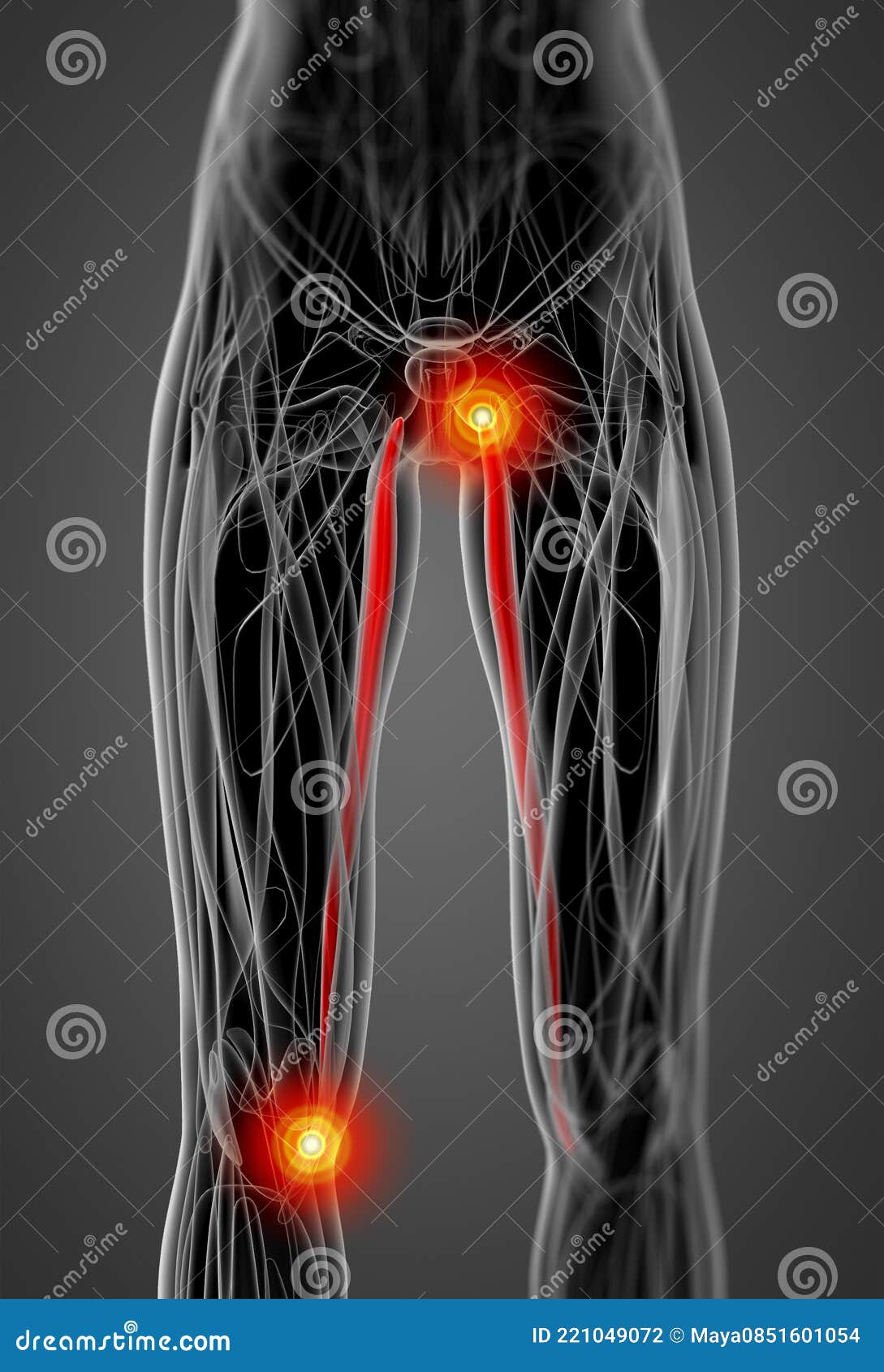 Medical Illustration of the Gracilis Stock Illustration - Illustration ...