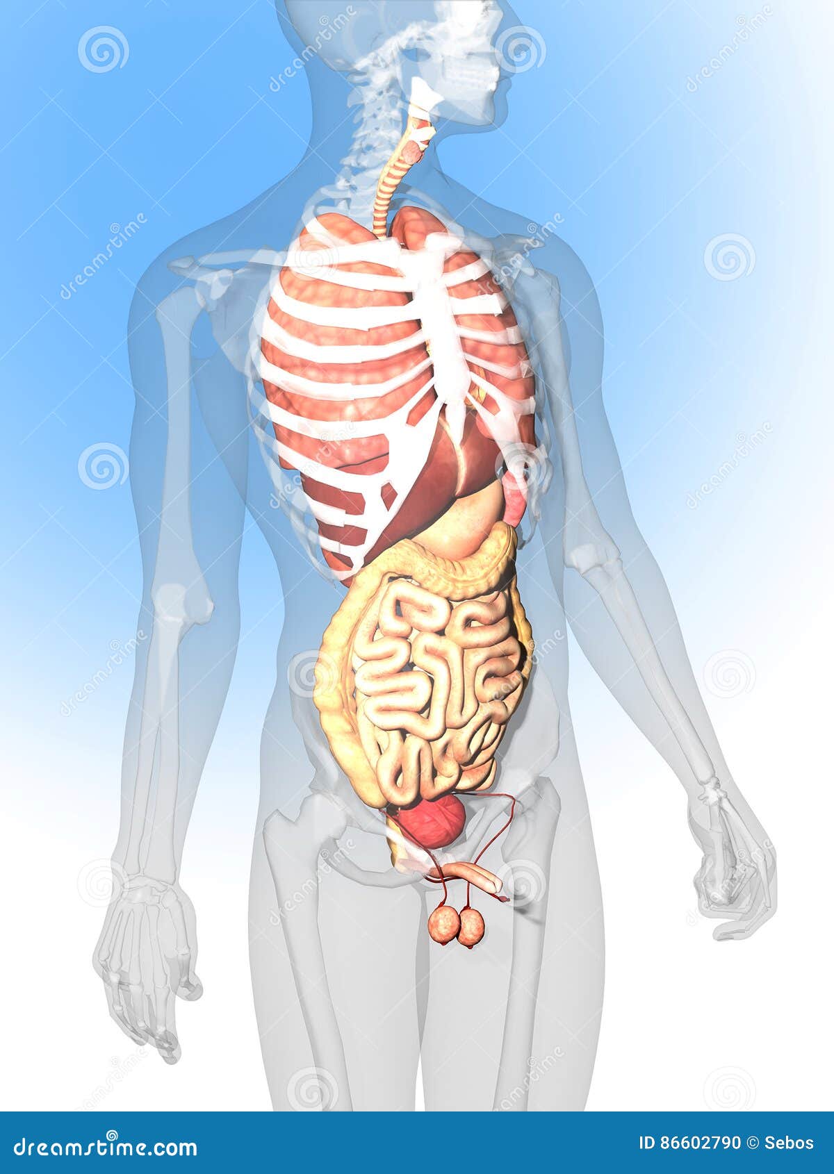 Medical Illustration of a Human Anatomy Transparency, View. the ...