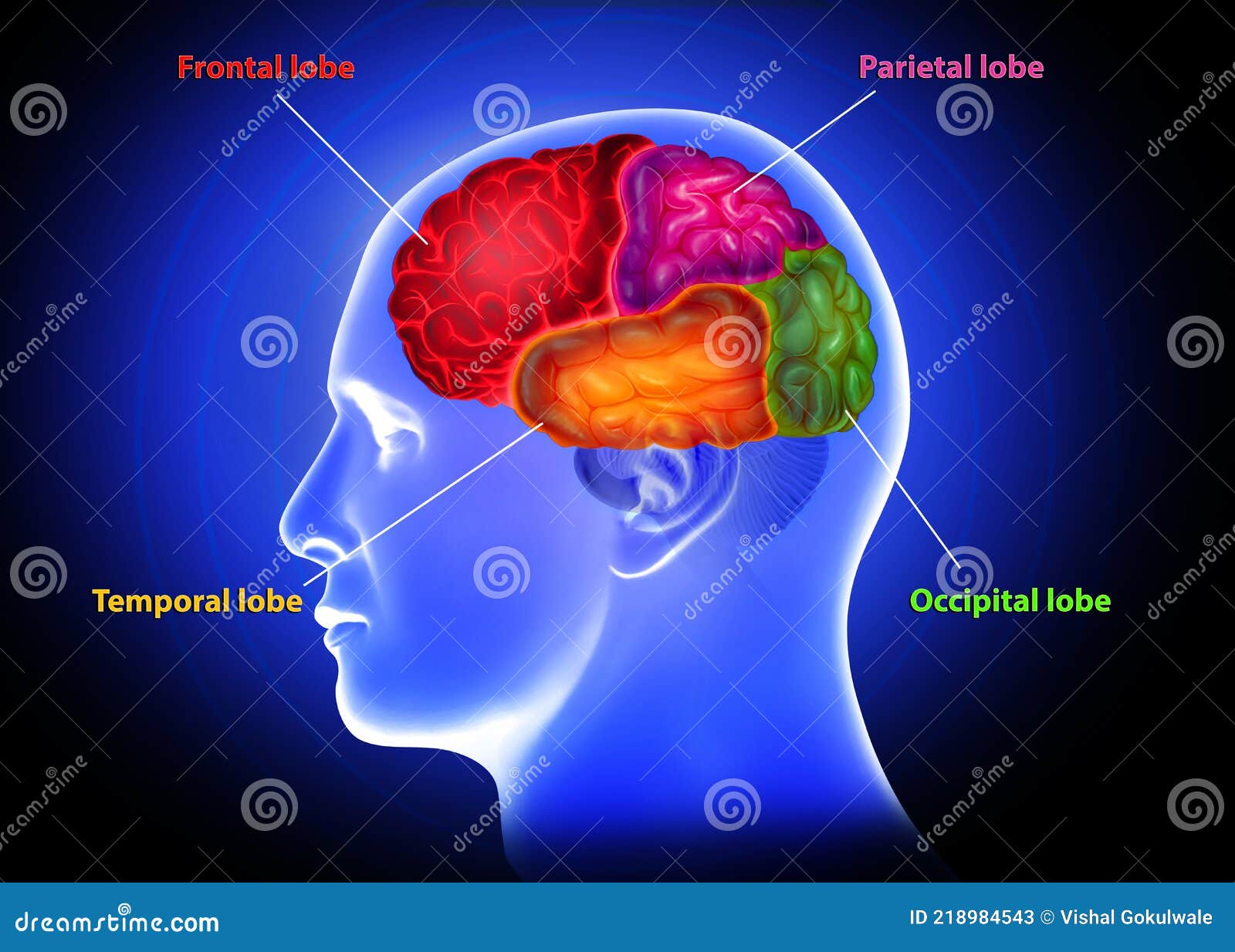 Medical Illustration Of Human Brain Four Lobes Royalty-Free Cartoon ... Medical Illustration Of Human Brain Four Lobes Royalty-Free Cartoon ...