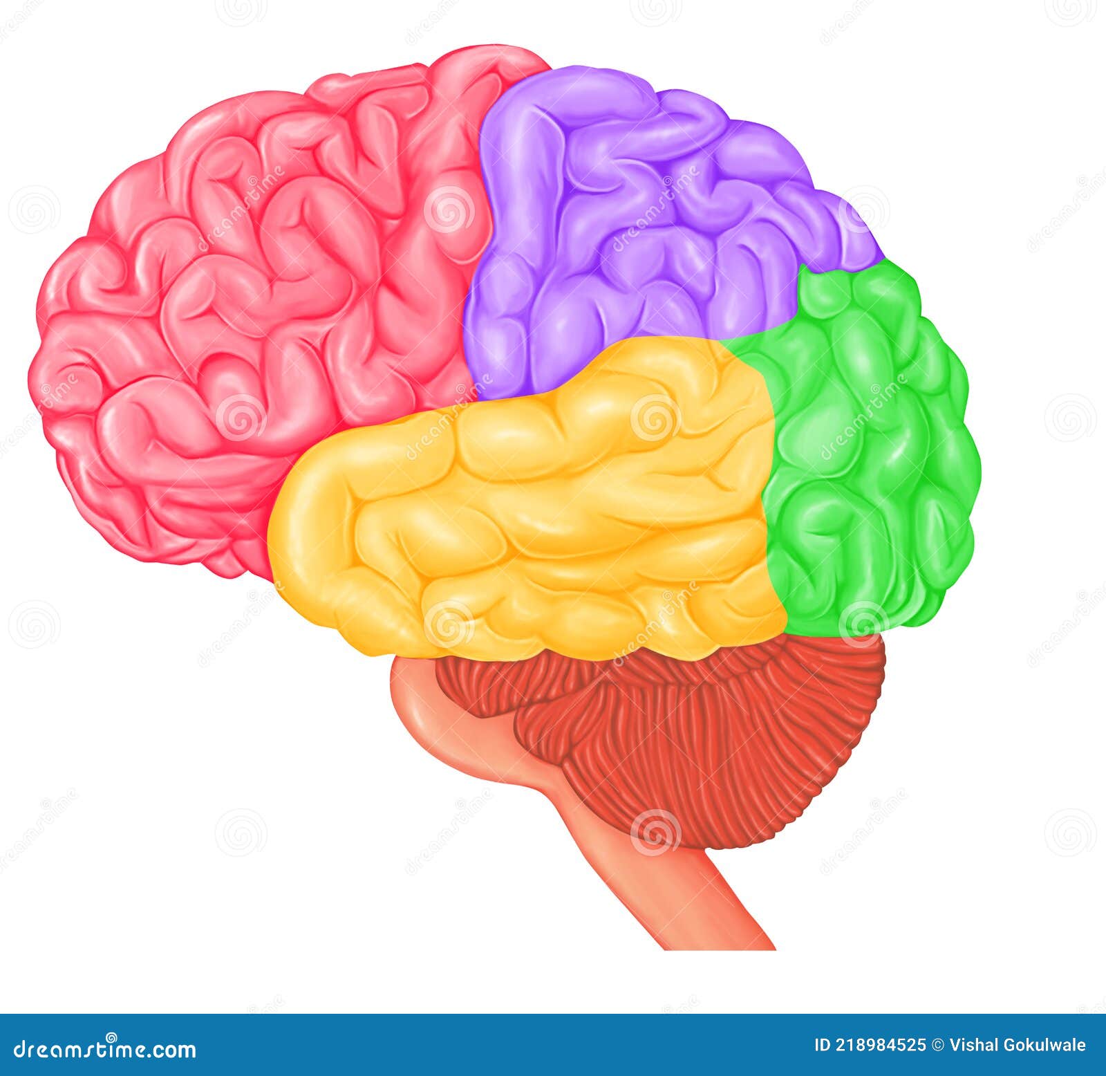 Medical Illustration of Human Brain Four Lobes Stock Illustration ... Medical Illustration of Human Brain Four Lobes Stock Illustration ...