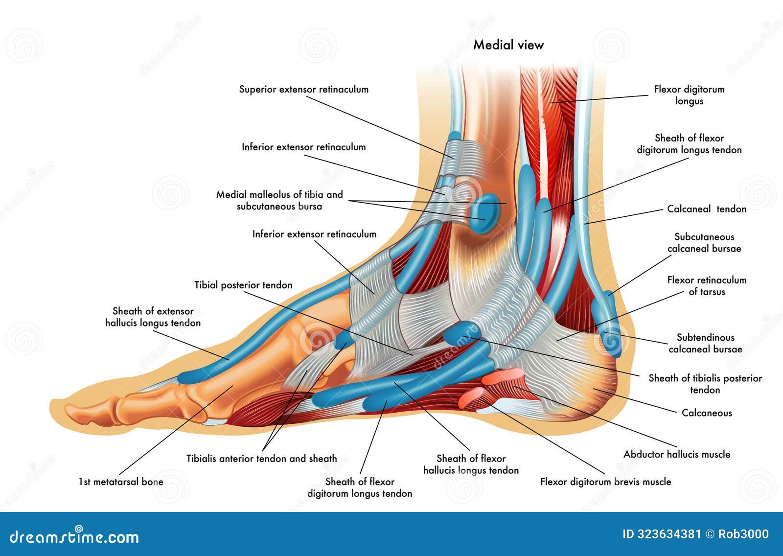 Human Foot Anatomy. Talus Bone Of The Foot Royalty-Free Illustration ...