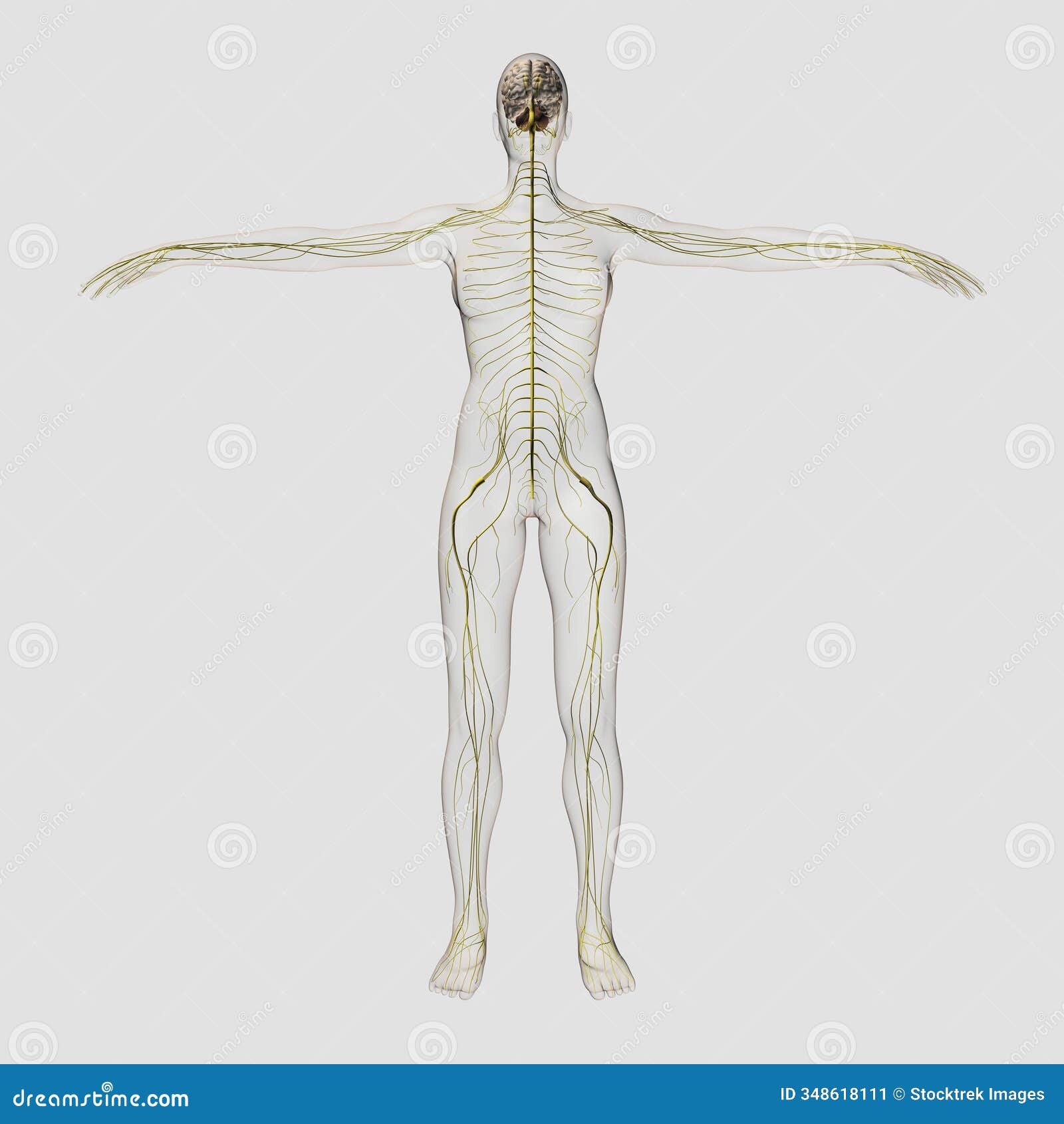 Medical Illustration of the Human Nervous System and Brain. Stock ...