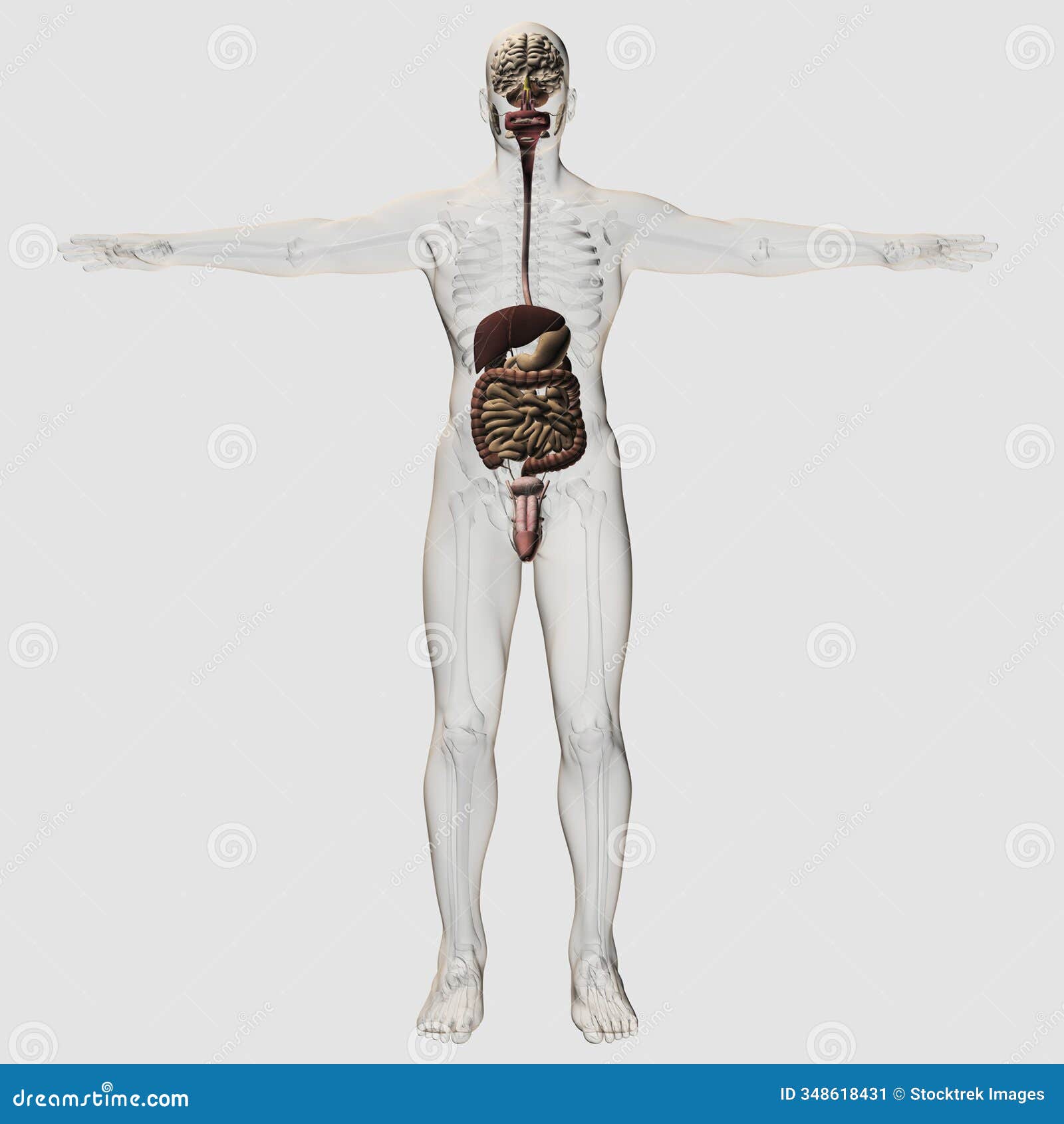 Medical Illustration of Male Digestive System and Urinary System. Stock ...