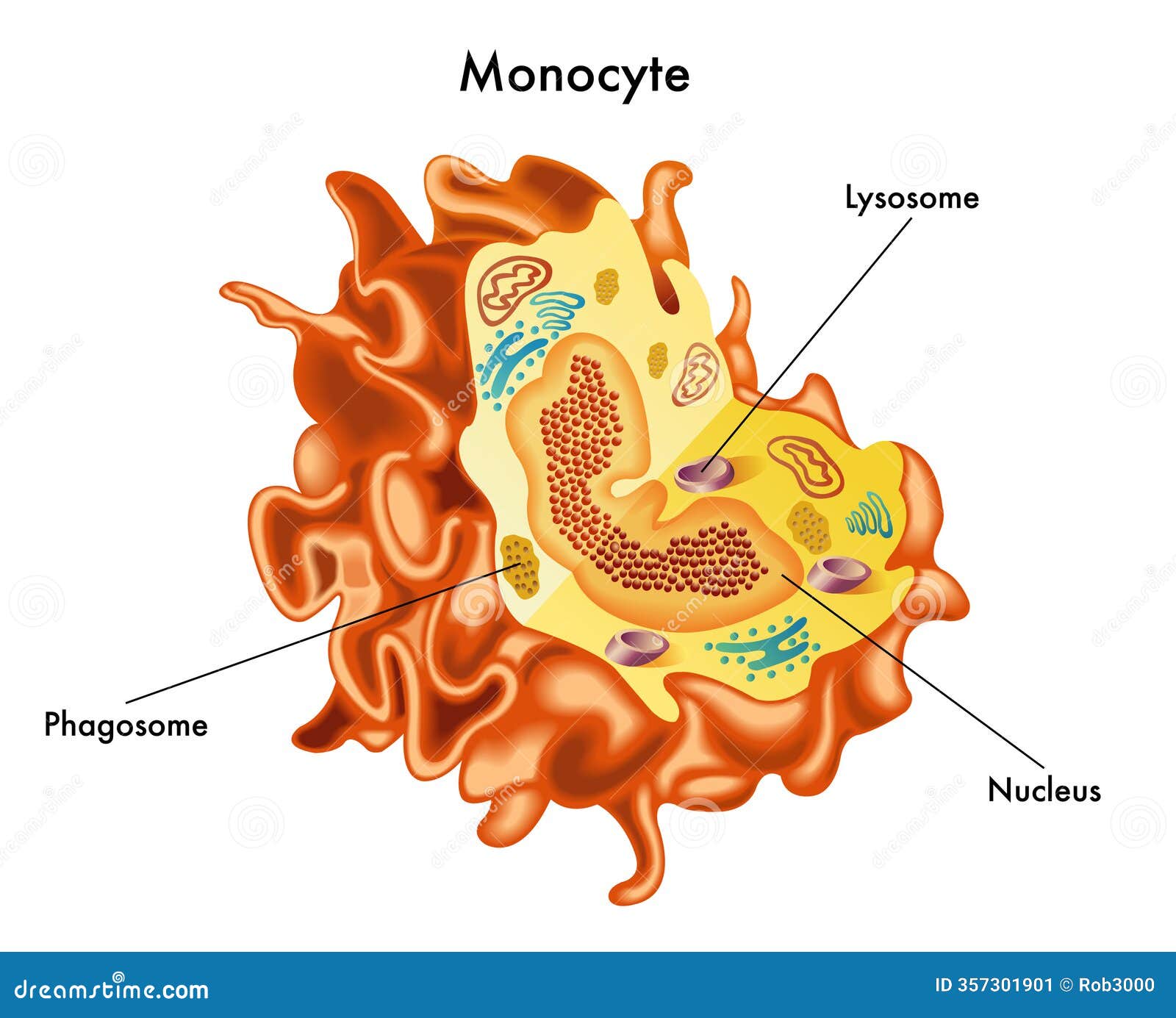 Medical Illustration Of Monocyte Cartoon Vector | CartoonDealer.com ...