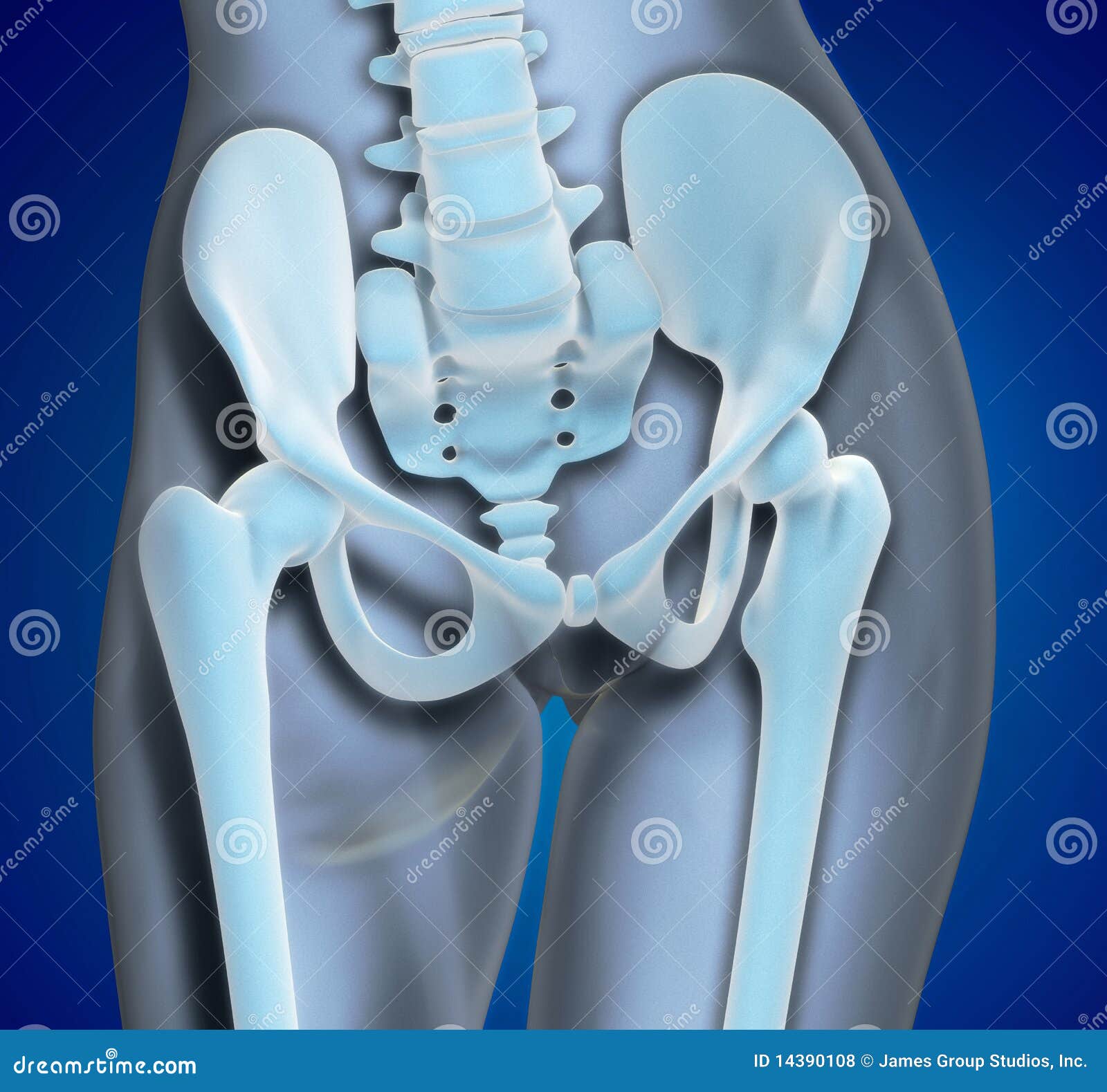 Medical Illustration Pelvis Region Stock Illustration - Illustration of ...