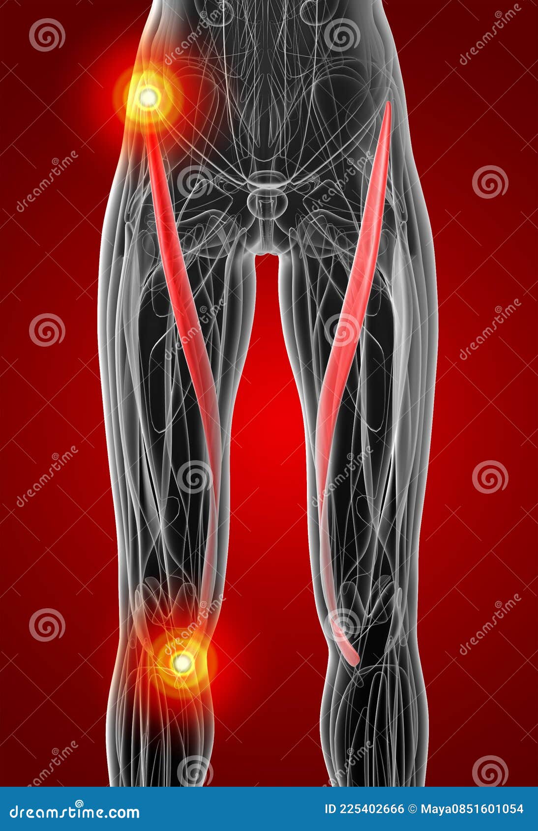Medical Illustration of the Sartorius Stock Illustration - Illustration ...