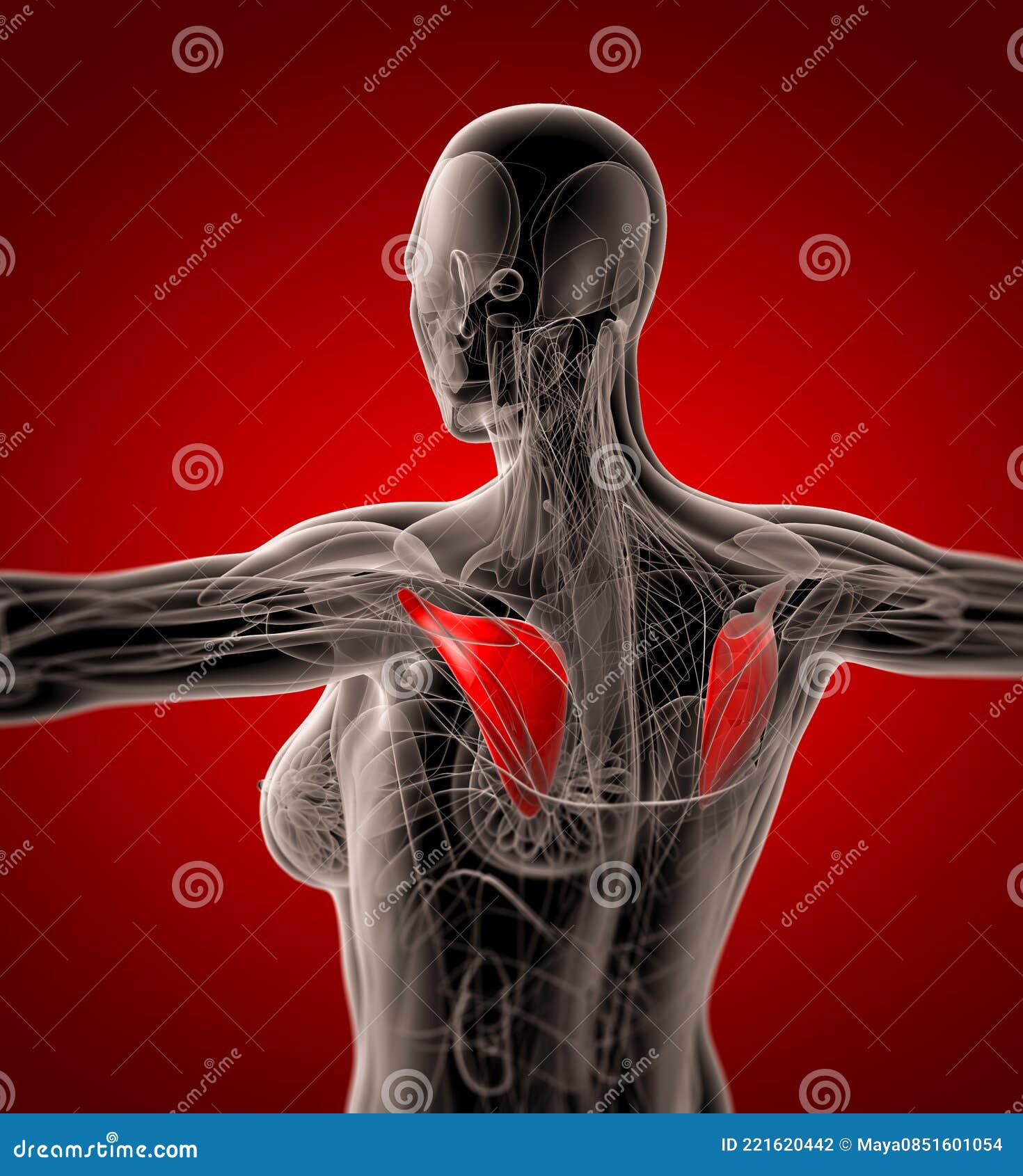 3d Illustration Of The Subscapularis Anterior Muscles On Xray ...
