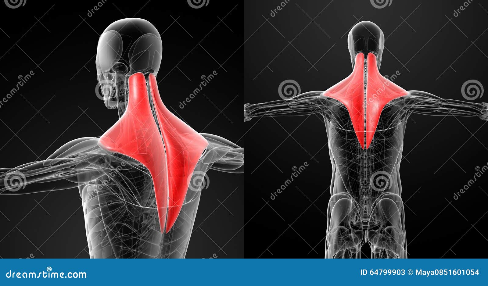 3D Illustration Of Trapezius Part Of Muscle Anatomy. Stock Photography ...
