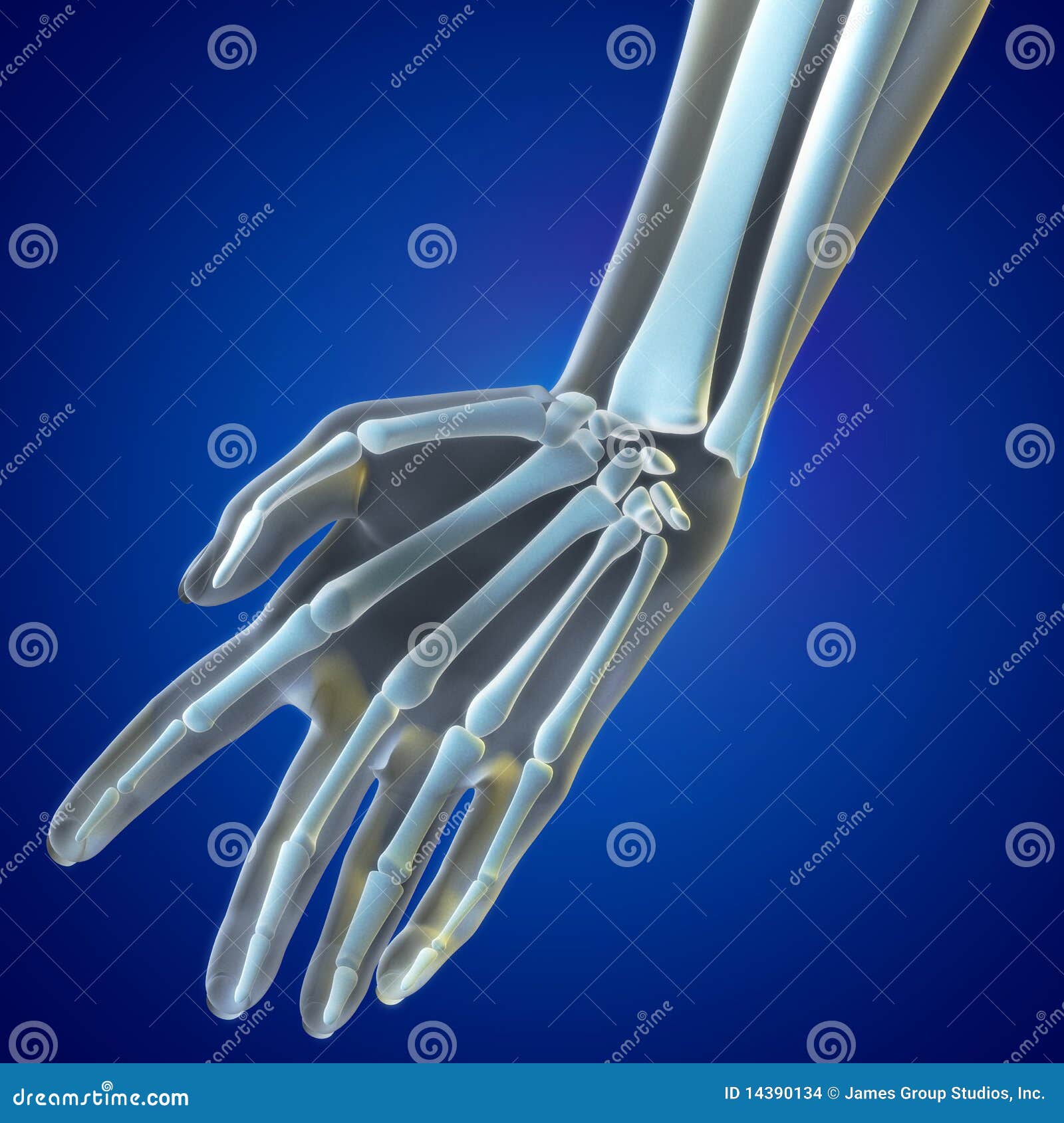 Wrist Region Stock Illustrations – 1,794 Wrist Region Stock ...