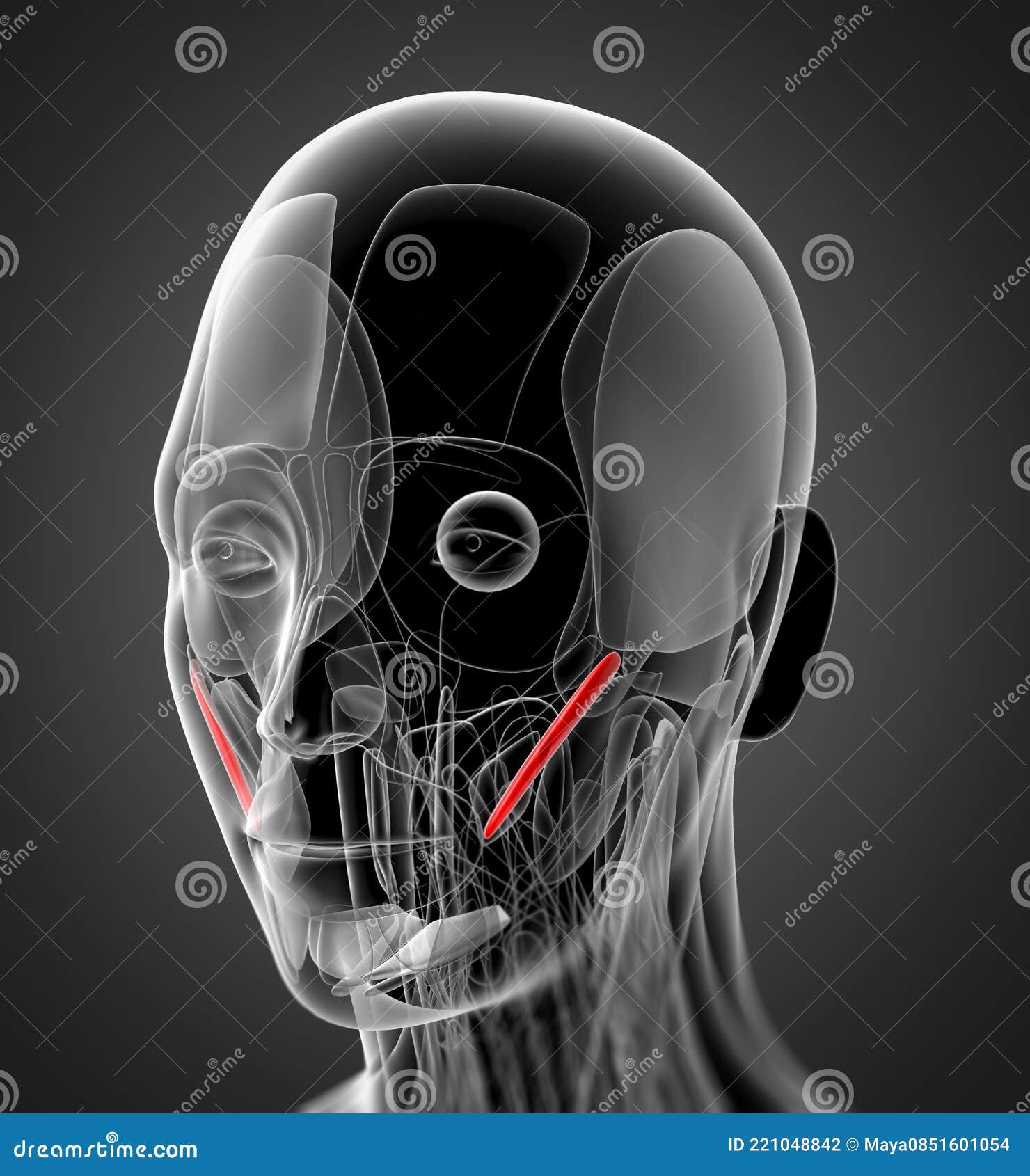 Medical Illustration of the Zygomaticus Major Stock Illustration ...