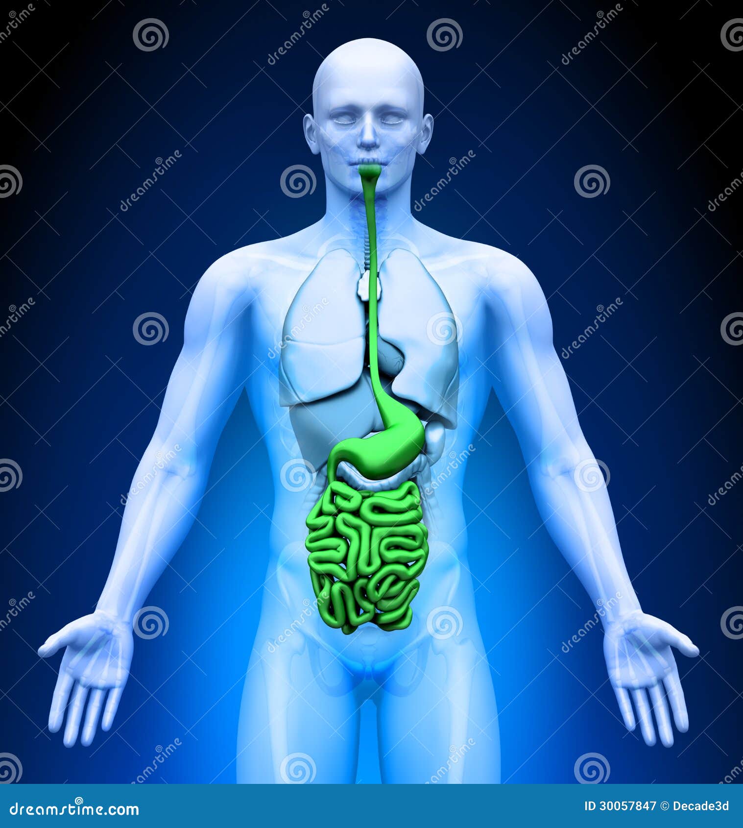 Medical Imaging - Guts stock illustration. Illustration of disease ...