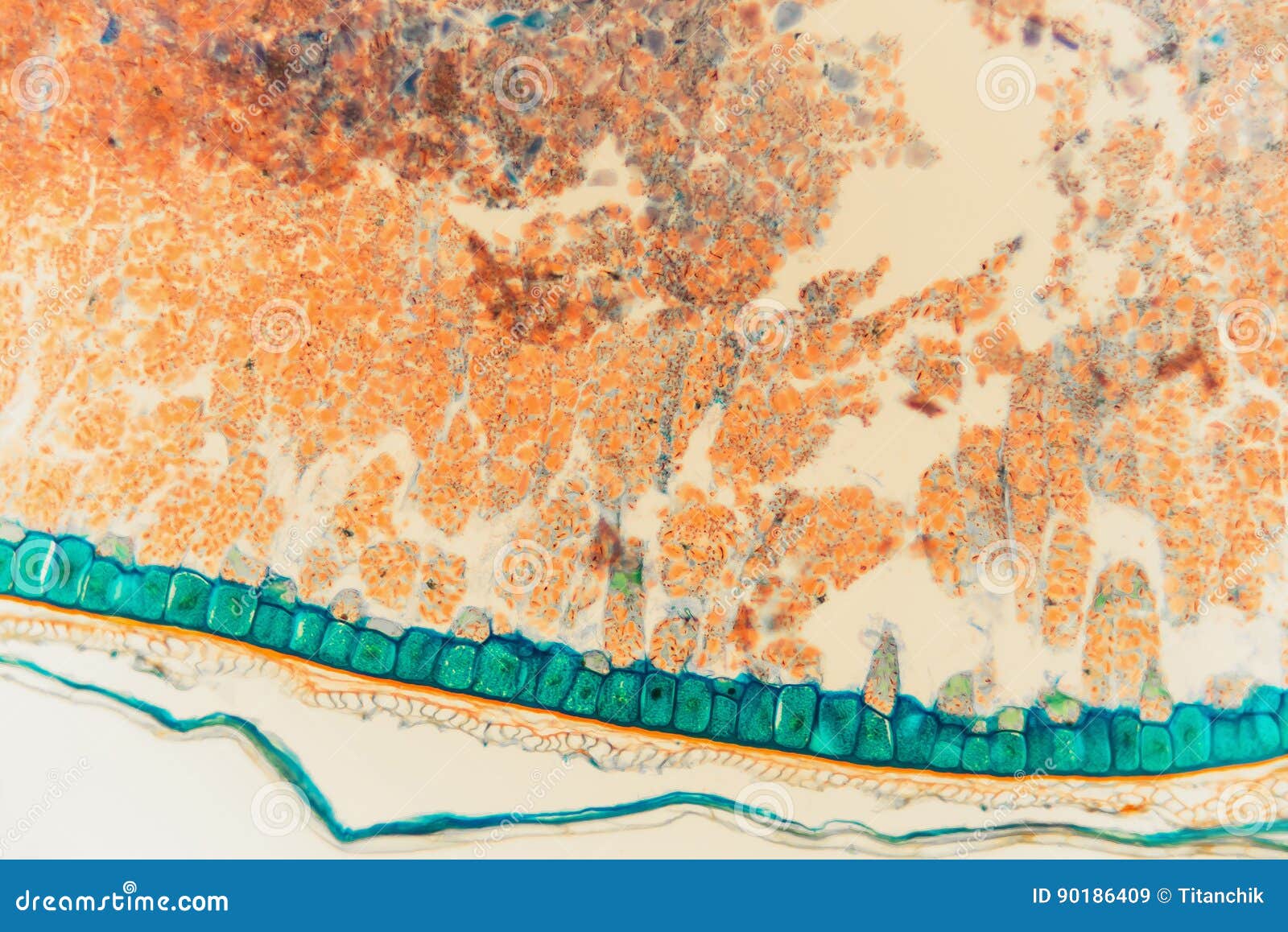 Medical Lab Prepared Microscopic- Weevil Rye Stock Image - Image of ...