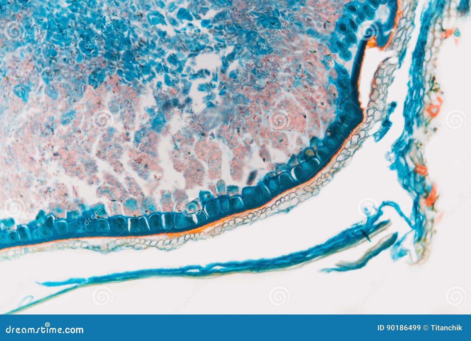 Medical Lab Prepared Microscopic- Weevil Rye Stock Image - Image of ...