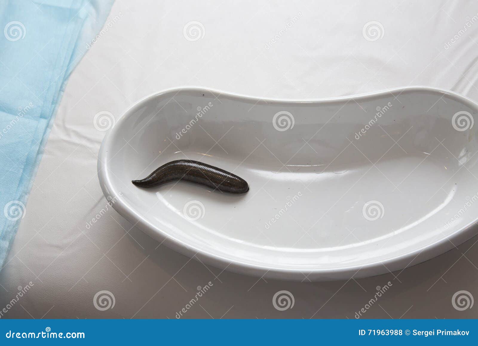 Medical leech in the cell stock photo. Image of hirudo - 71963988