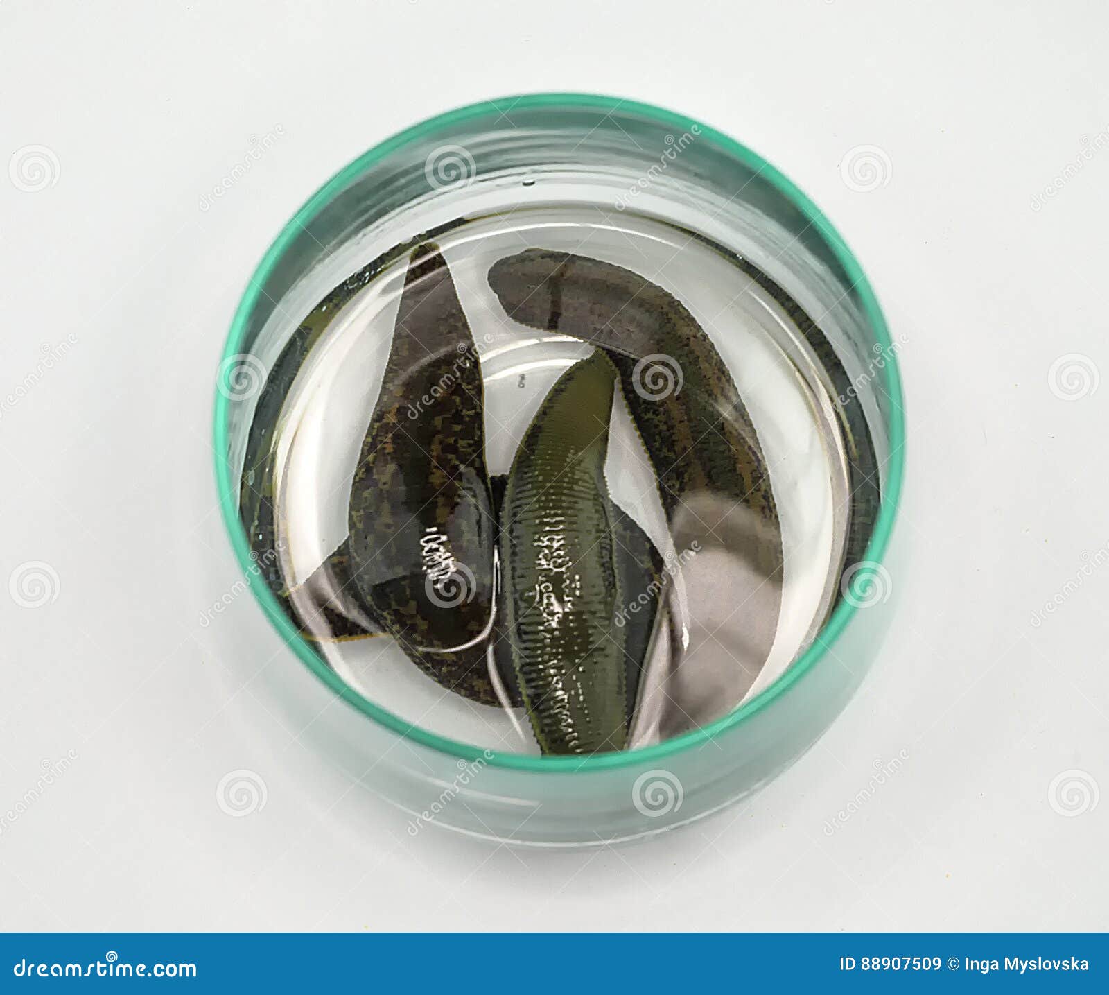 The medical leech close up stock image. Image of magnification - 88907509