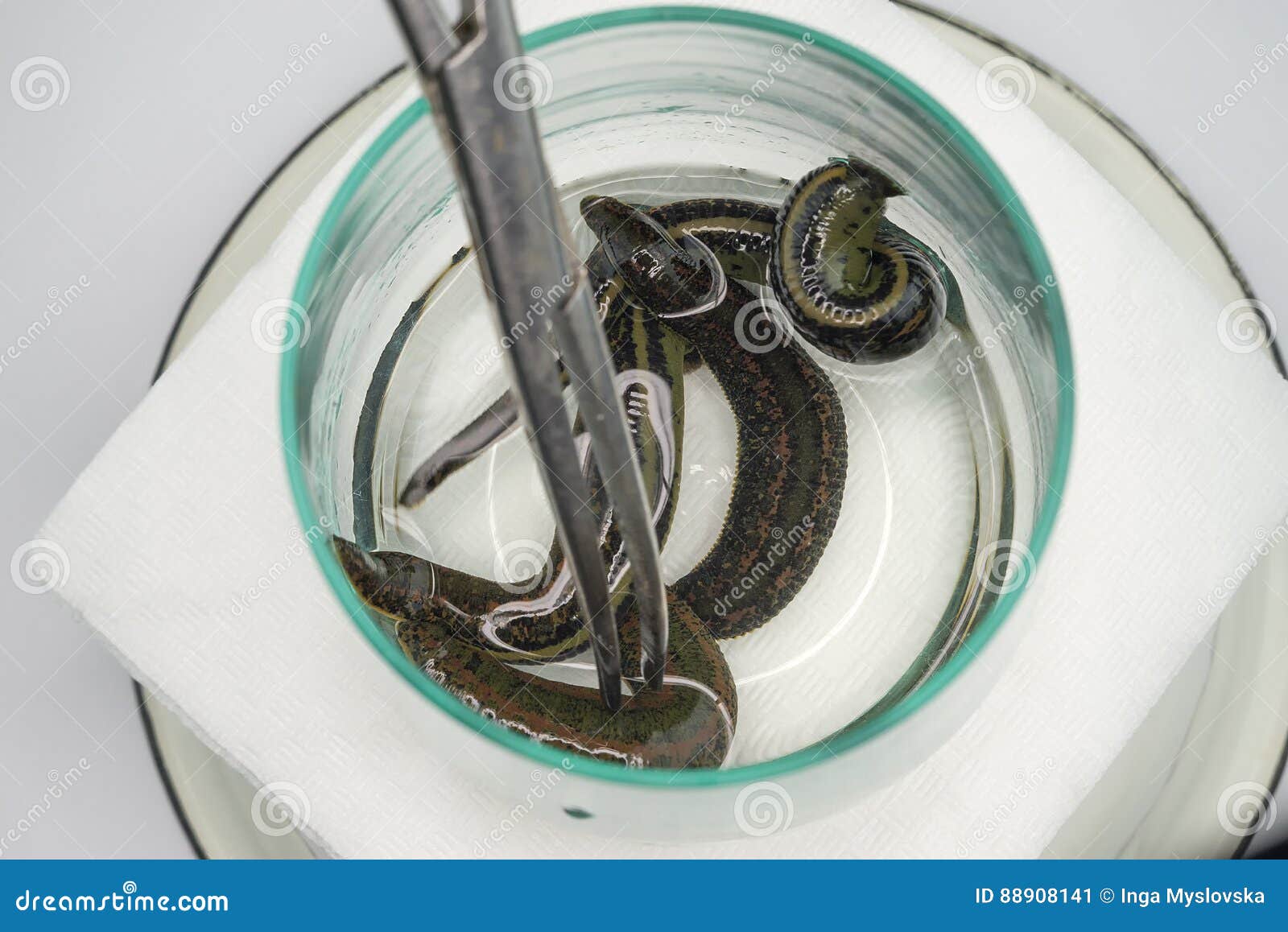 The medical leech close up stock image. Image of magnification - 88908141