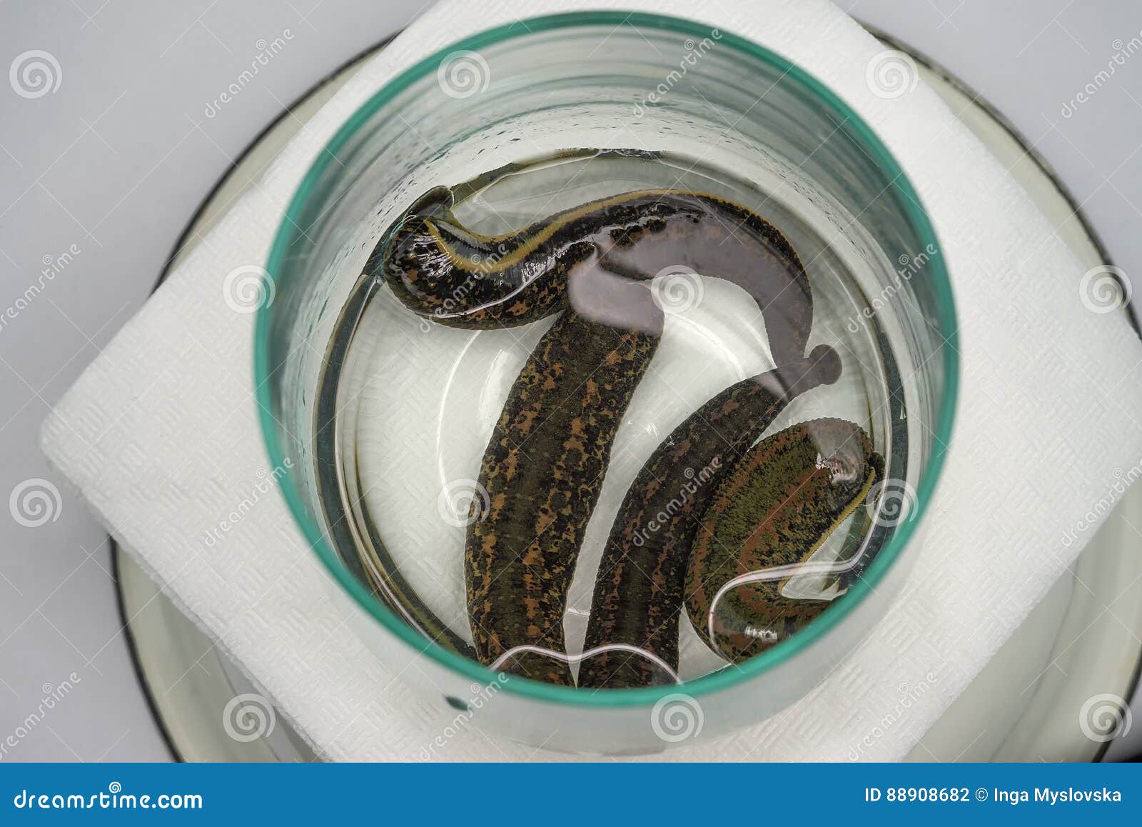 The medical leech close up stock photo. Image of hirudo - 88908682