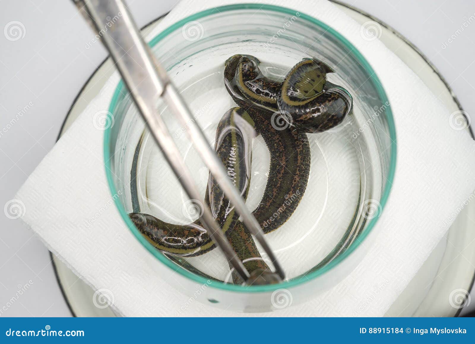 The medical leech close up stock photo. Image of magnification - 88915184