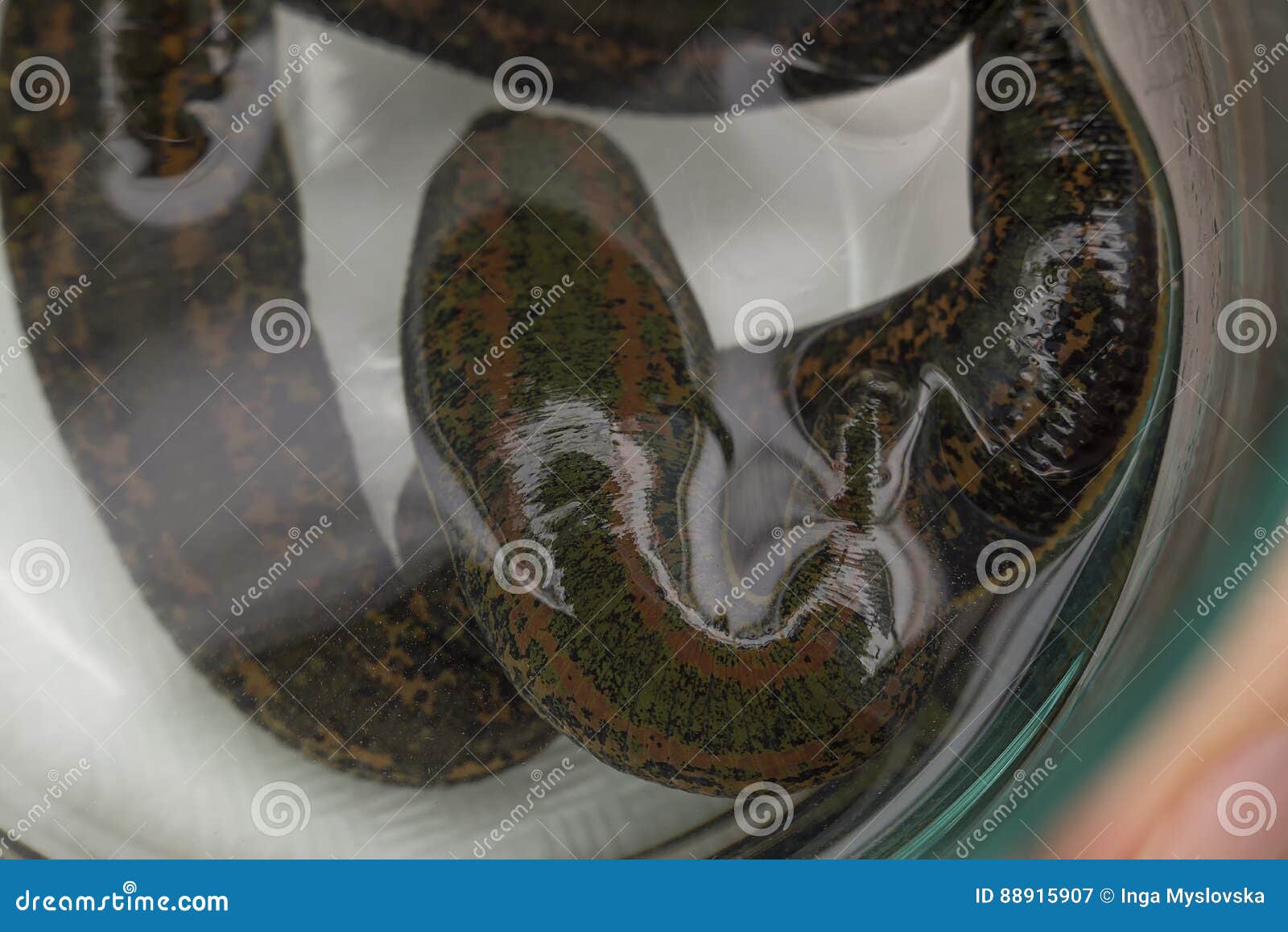 The medical leech close up stock image. Image of animal - 88915907