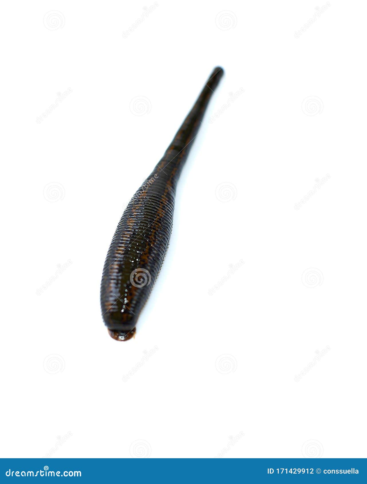 Medical Leech Isolated on White Background Close Up Stock Photo - Image ...