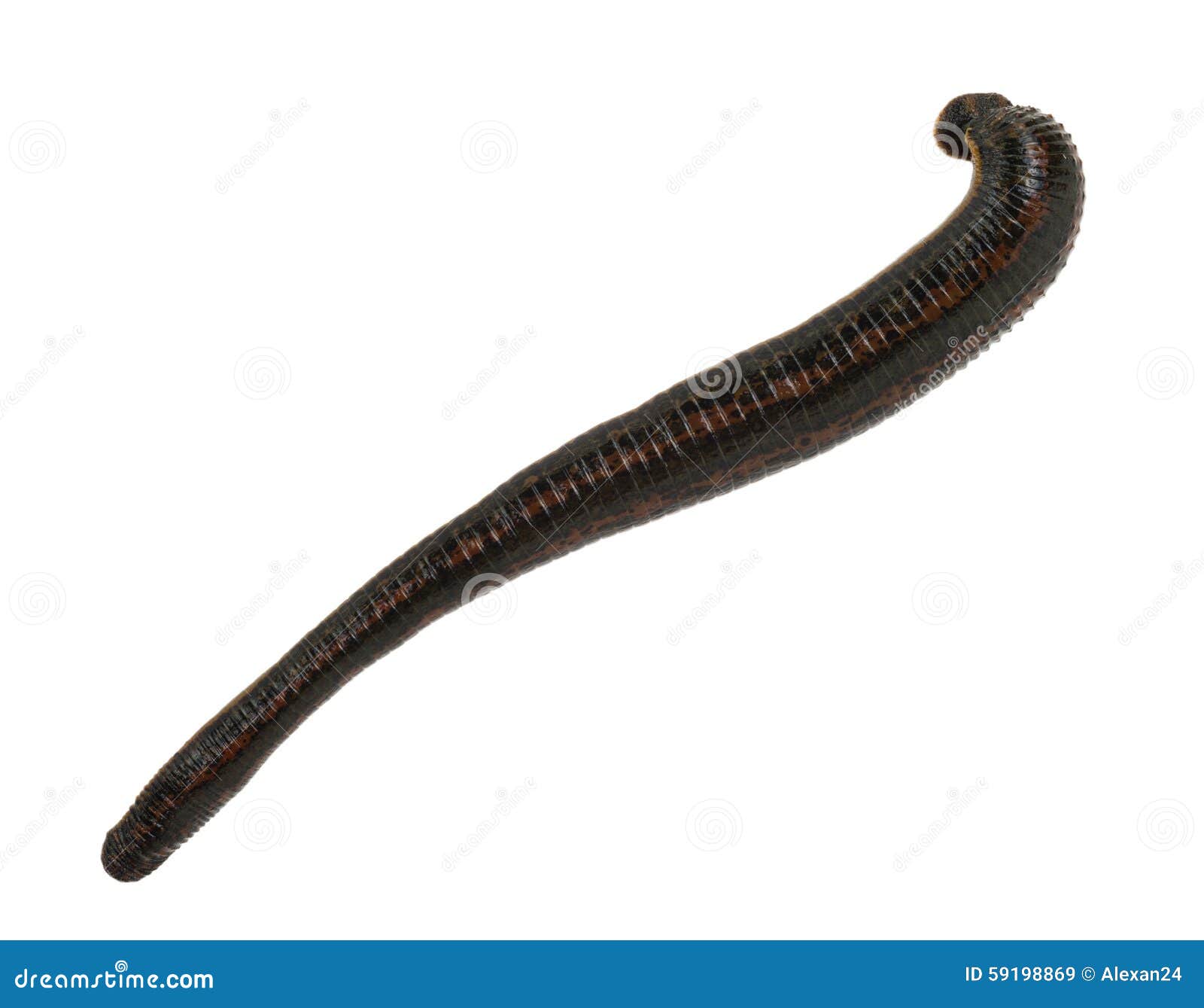 Medical leech stock image. Image of human, invertebrate - 59198869