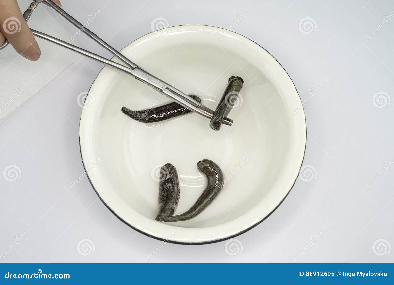 Medical Leech on White Background Stock Image - Image of doctor, medic ...