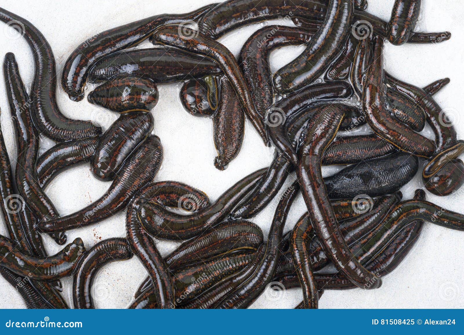 Medical Leech Hirudo Medicinalis On A White Plate. Royalty-Free Stock ...