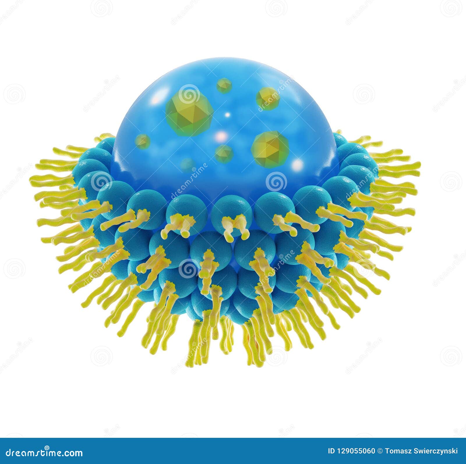 Liposome Structure Cell 3D Rendering Stock Illustration - Illustration ...