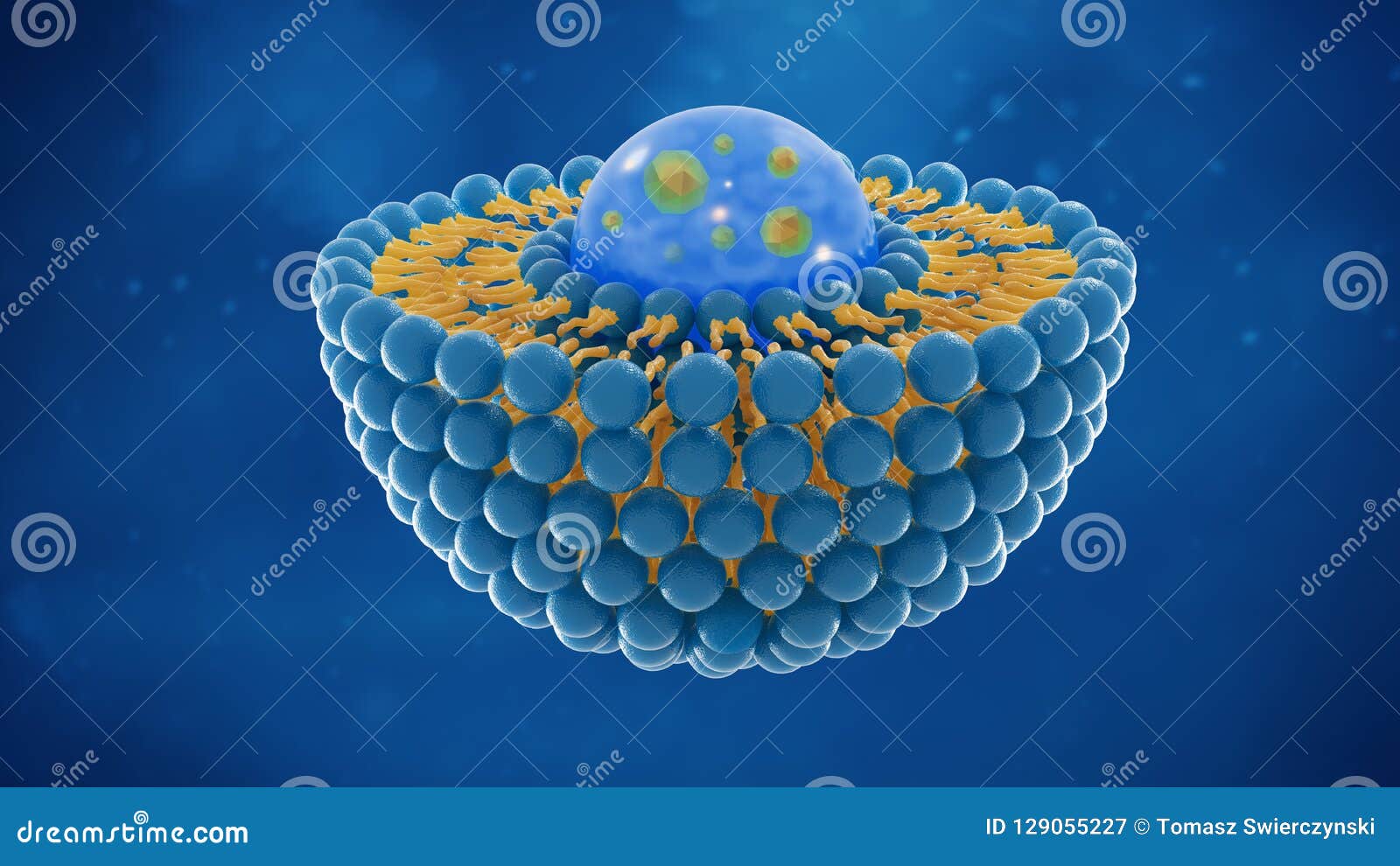 Structure Of Liposome Vector Illustration | CartoonDealer.com #232754374