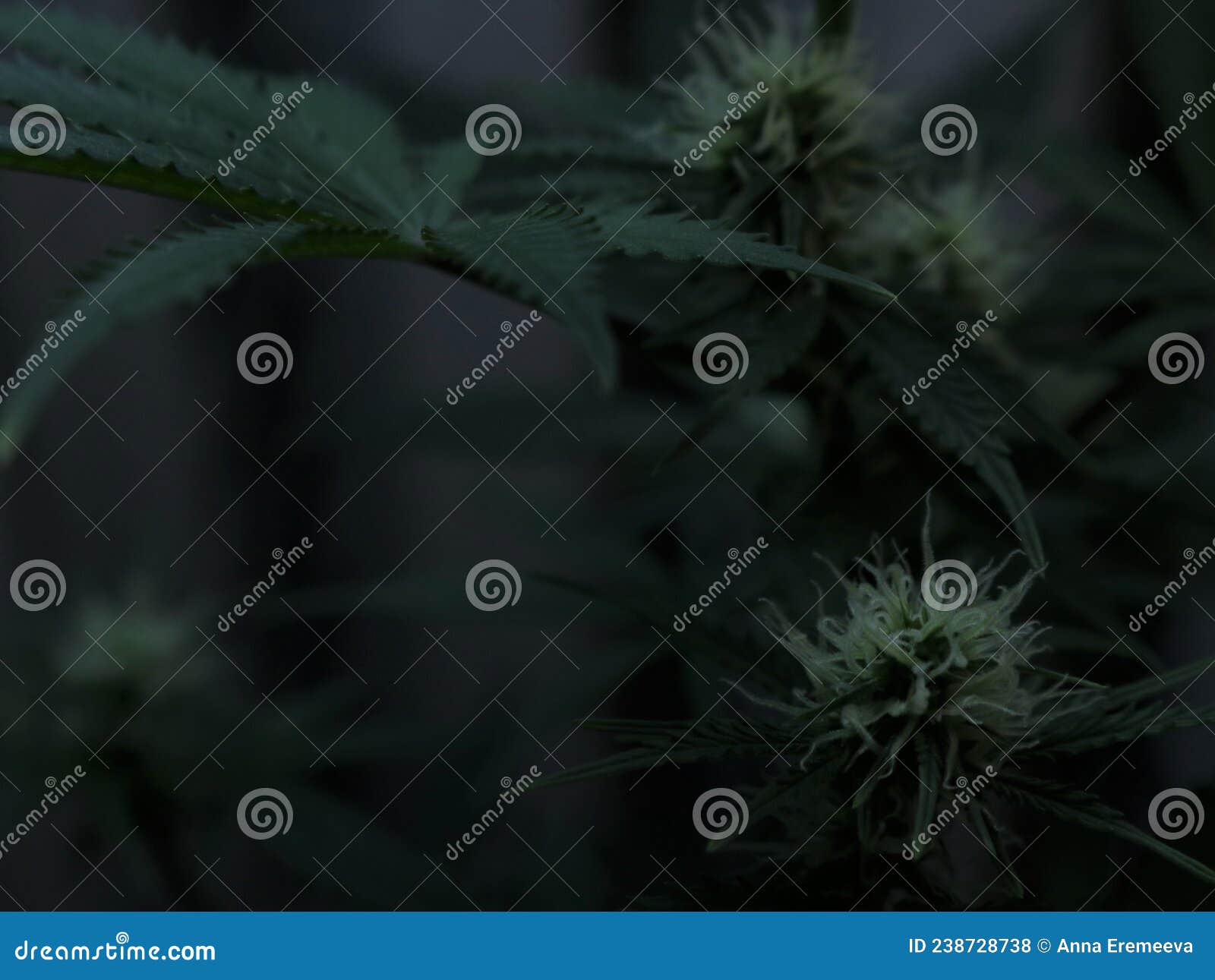 Medical Marijuana Blurred Texture Backdrop Stock Photo - Image of empty ...