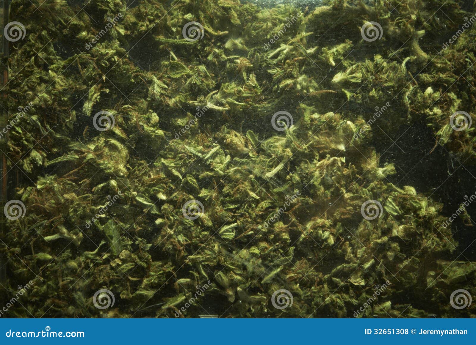 Medical Marijuana RX stock photo. Image of joint, agriculture - 32651308
