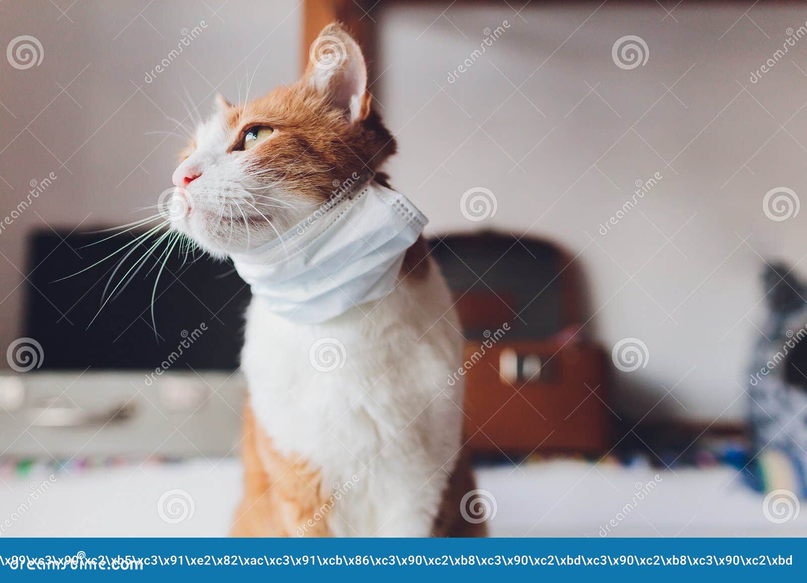 Medical Mask for Cat. Virus Protected Cat. Isolated Cat at Home. Stock ...