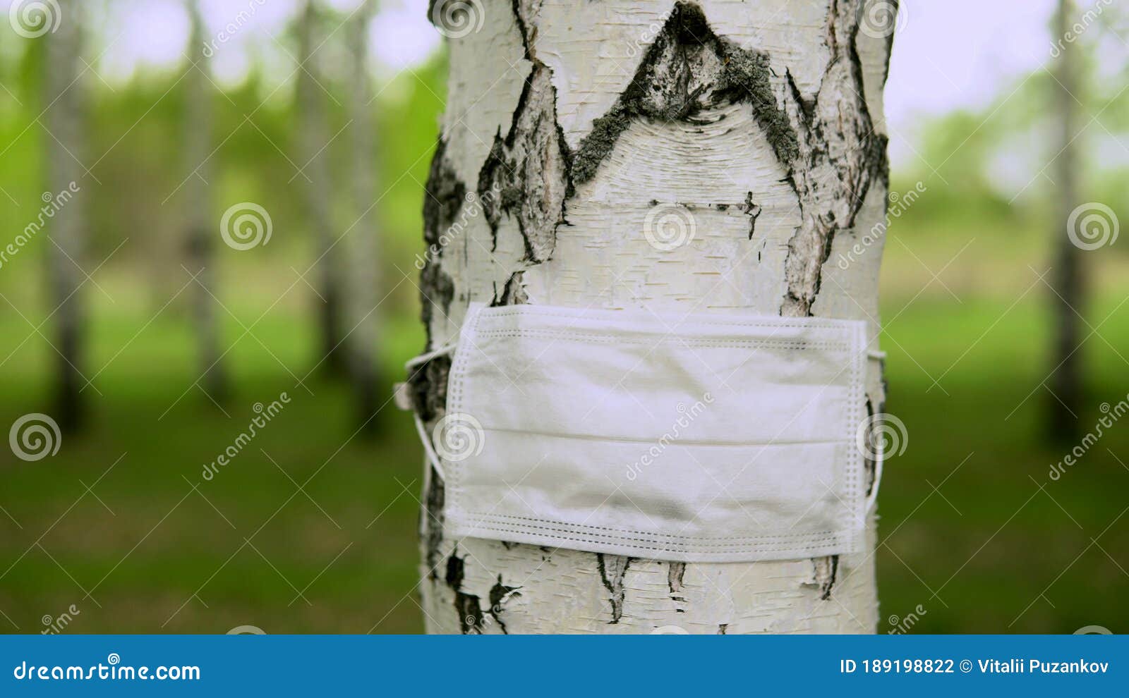 A Medical Mask is Dressed on a Birch Trunk. the Tree is Protected from ...