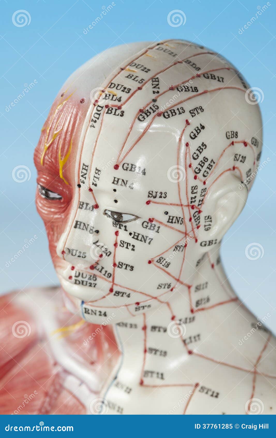 Medical Model stock image. Image of asian, shiatsu, acupuncture - 37761285