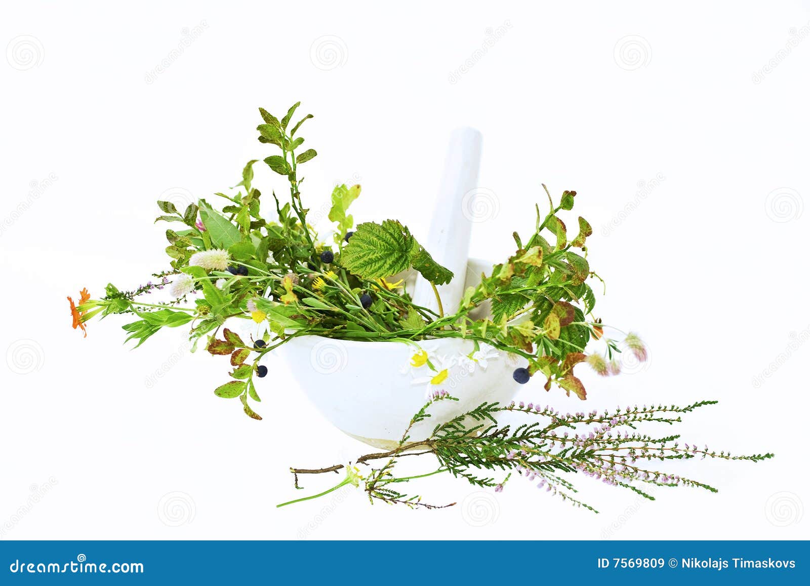 Medical plants stock image. Image of color, berry, homeopathy - 7569809