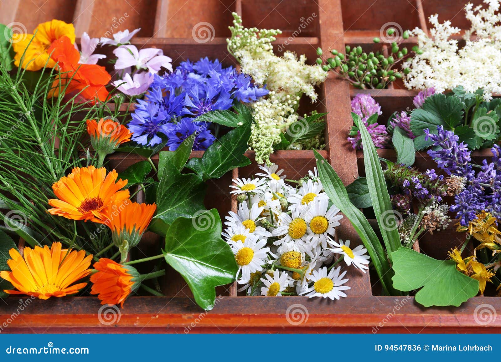 Medical plants stock photo. Image of collection, healthy - 94547836