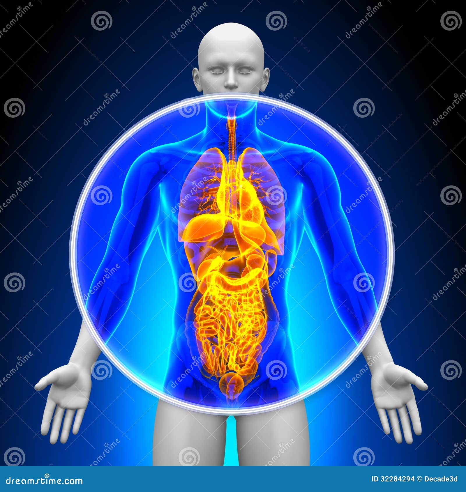Medical X-Ray Scan - All Organs Stock Illustration - Illustration of ...