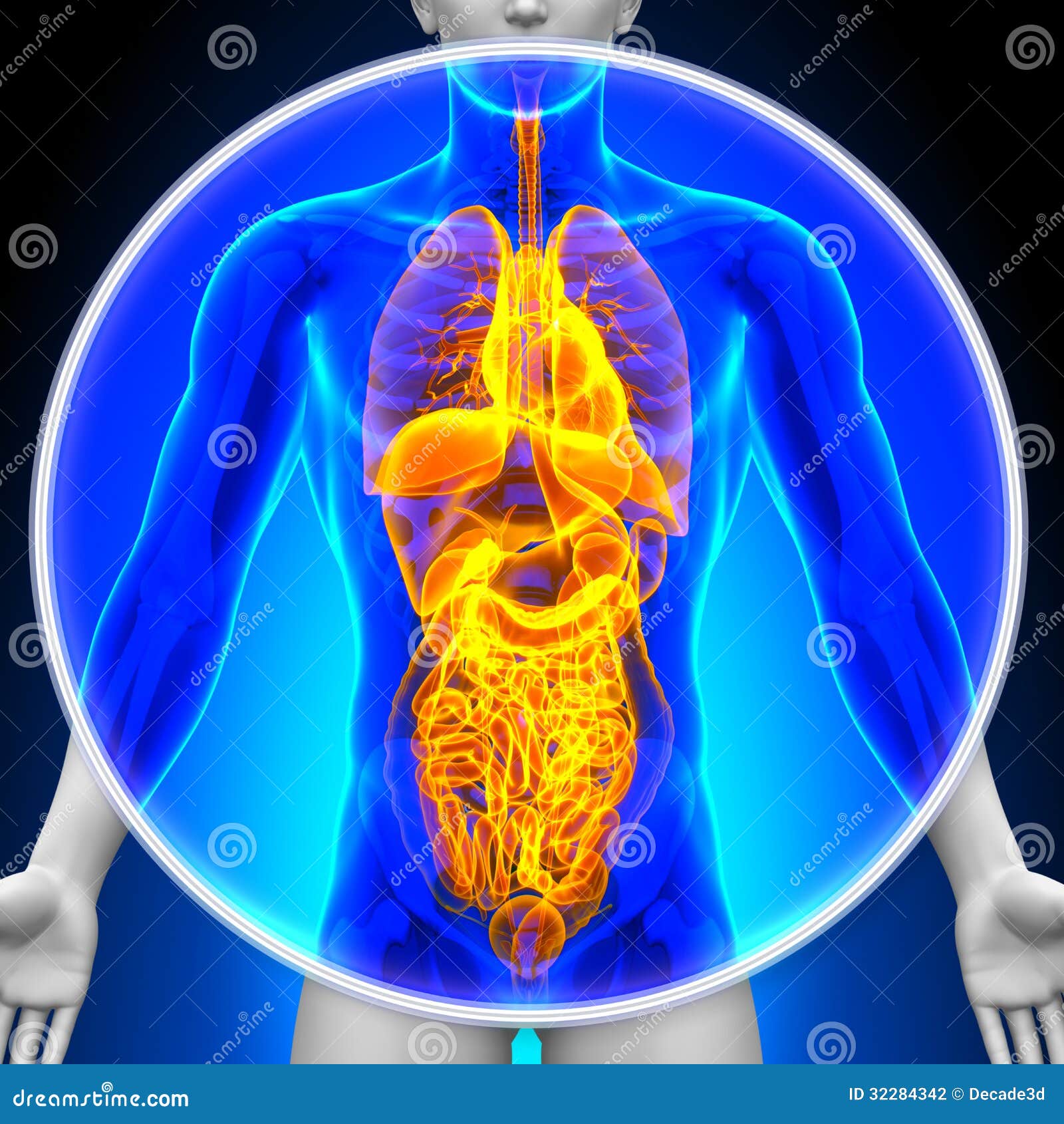 Medical X-Ray Scan - All Organs Stock Illustration - Illustration of ...
