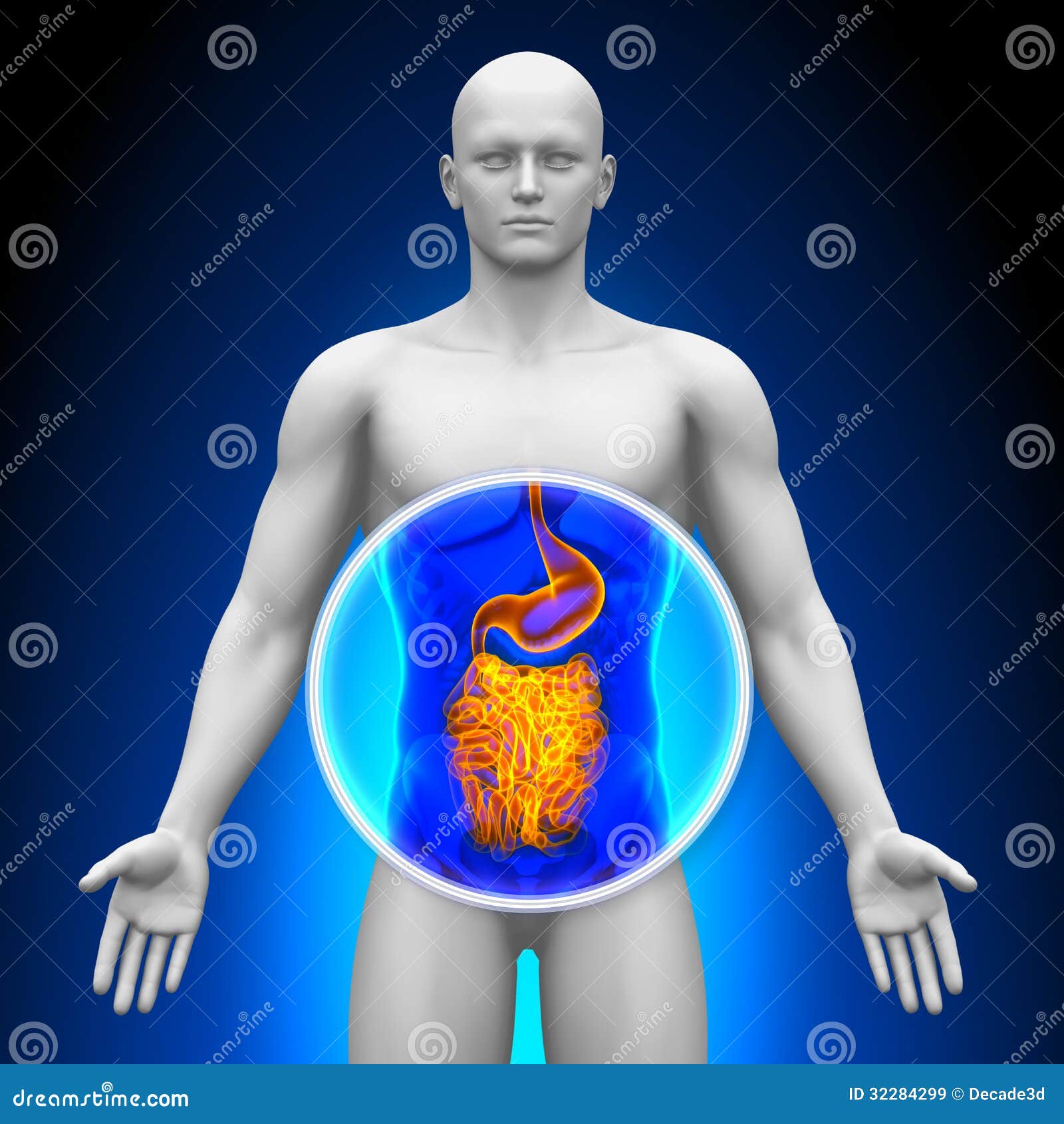 Medical X-Ray Scan - Guts stock illustration. Illustration of lung ...