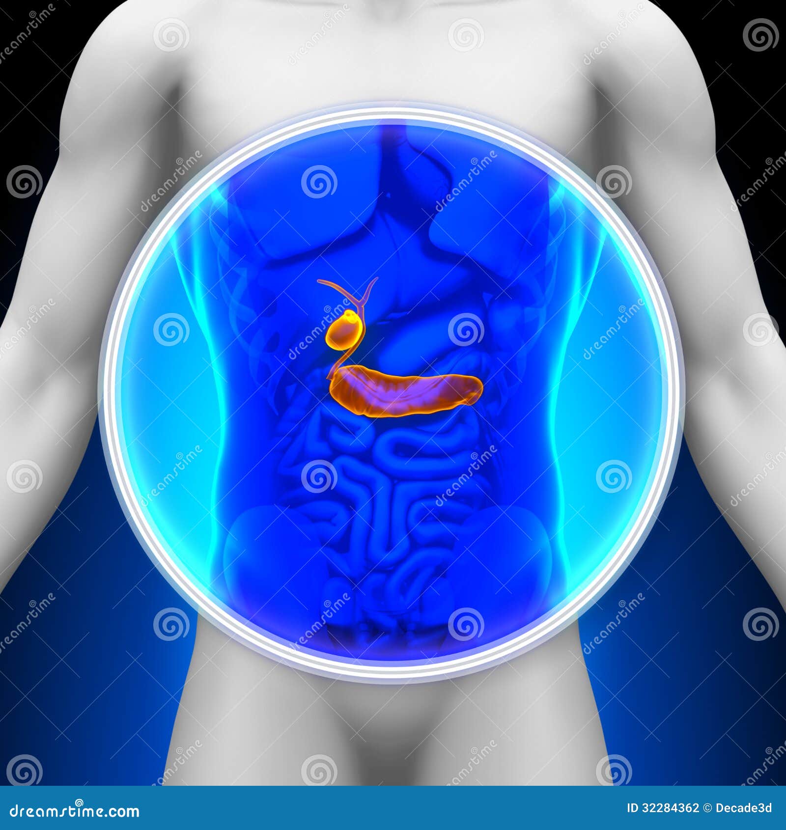 Medical X-ray Scan - Pancreas / Gallbladder Stock Illustration ...