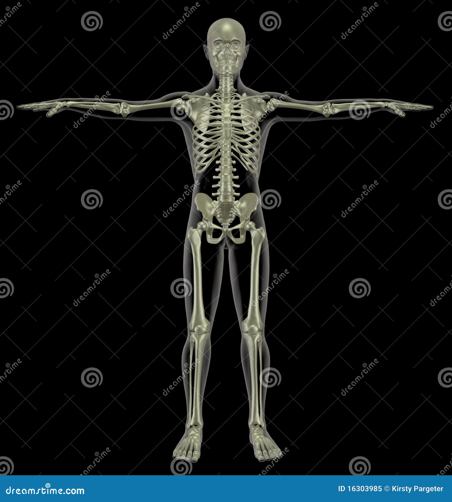 Medical skeleton stock illustration. Illustration of medical - 16303985