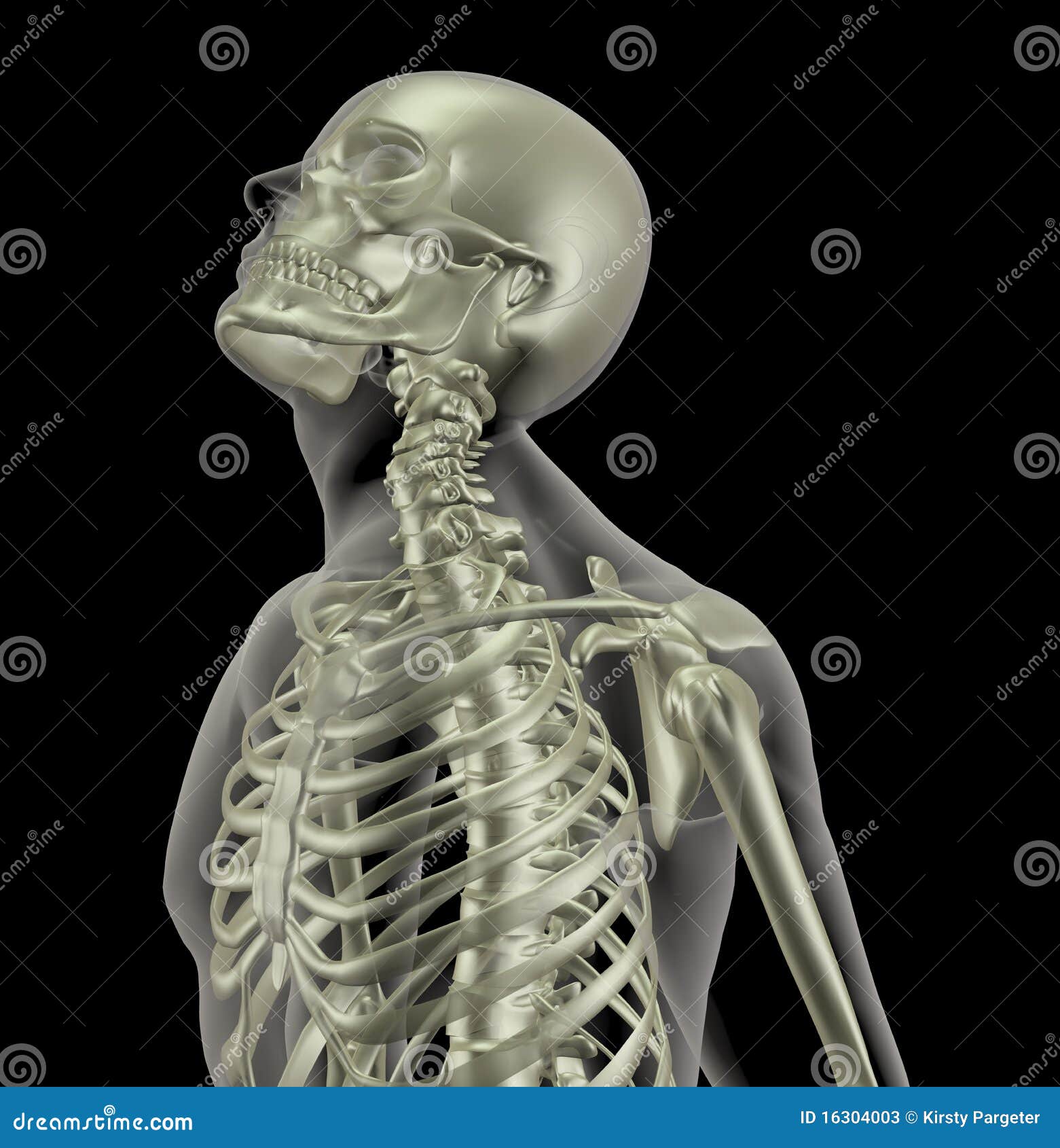Medical skeleton stock illustration. Illustration of anatomy - 16304003