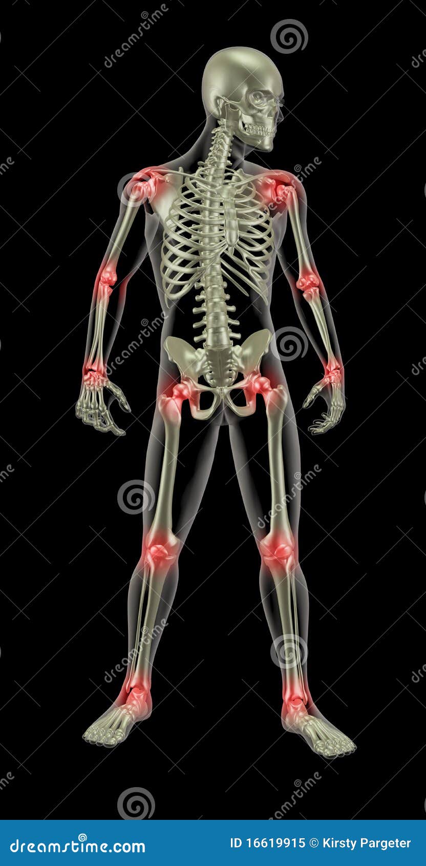 Medical skeleton stock illustration. Illustration of anatomy - 16619915