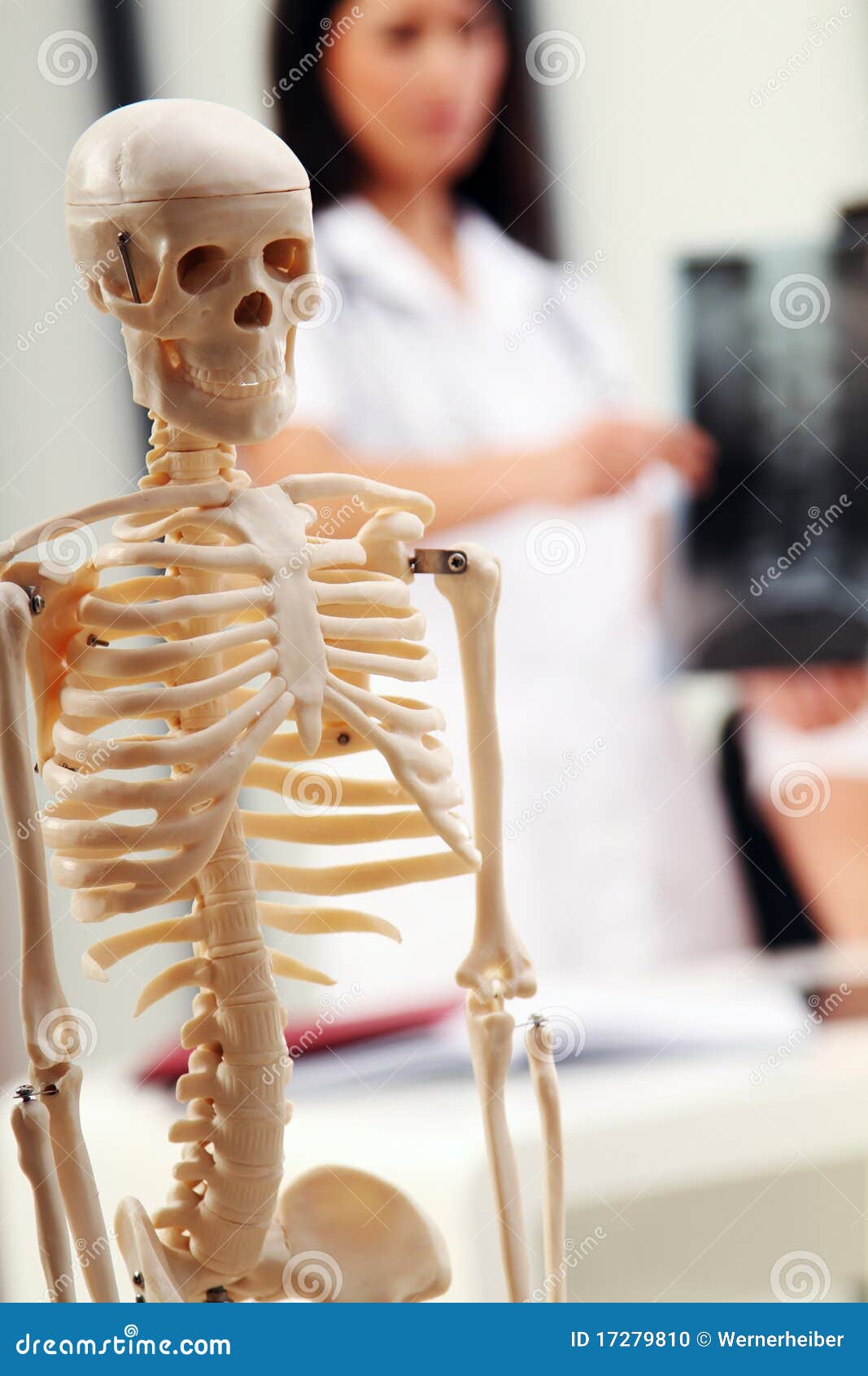 Medical Skeleton stock photo. Image of object, woman - 17279810