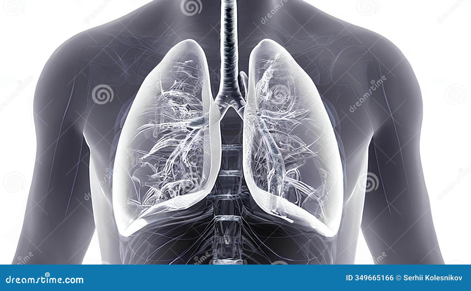 Medical Theme, Lungs and Human Respiratory System. Animation of Lungs ...